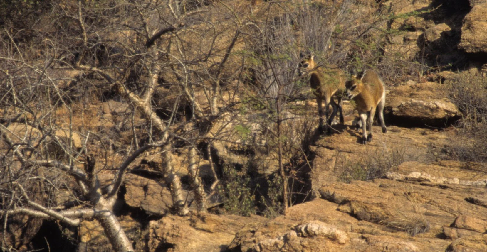 Oreotraginae Klipspringers — Coke Smith Wildlife
