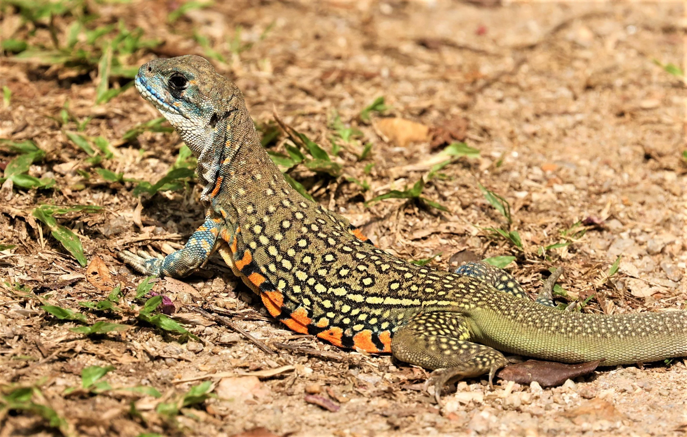 Subfamily Leiolepidinae - Butterfly Lizards — Coke Smith Wildlife