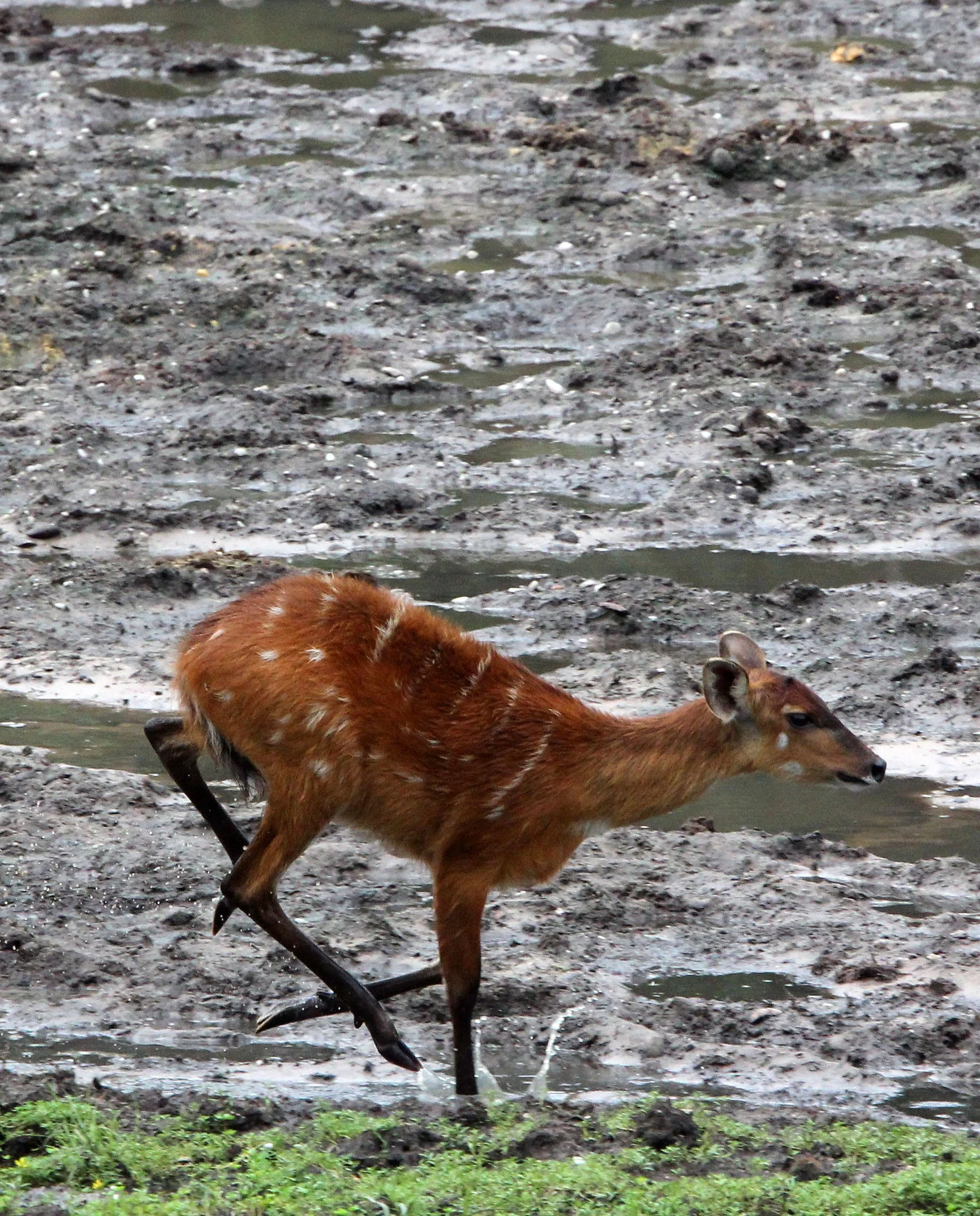 Tragelaphus spekeii Sitatunga — Coke Smith Wildlife