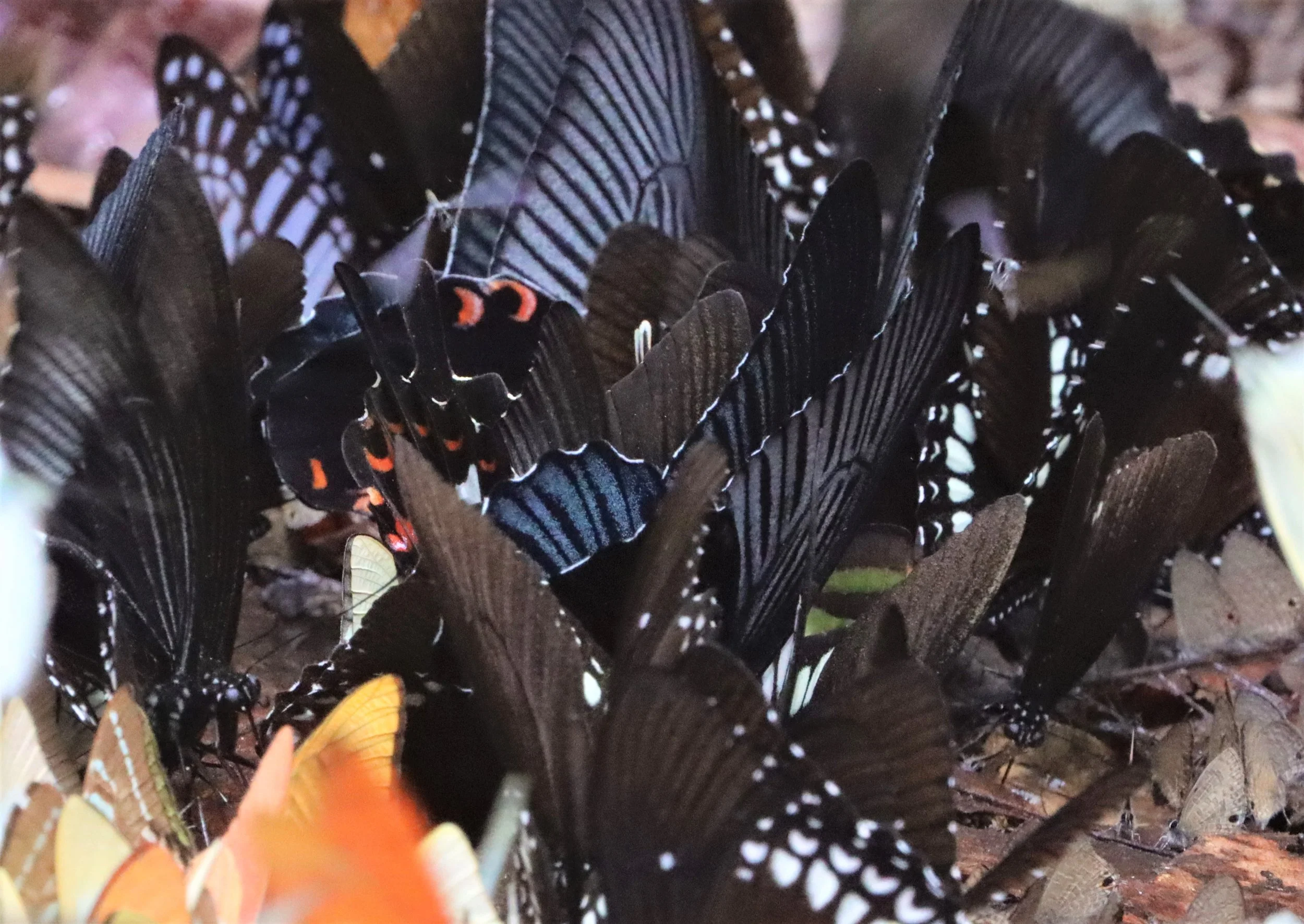 Family Papilionidae - Swallowtail Butterflies — Coke Smith Wildlife
