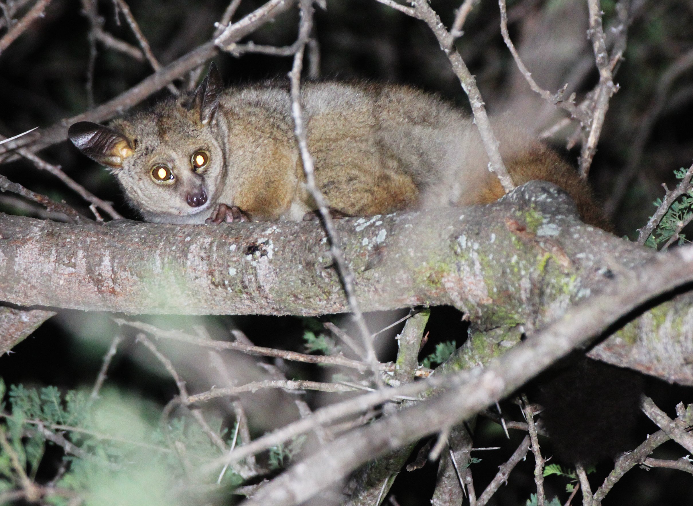 Otolemur crassicaudatus Large-eared Galago (Bushbaby) — Coke Smith Wildlife