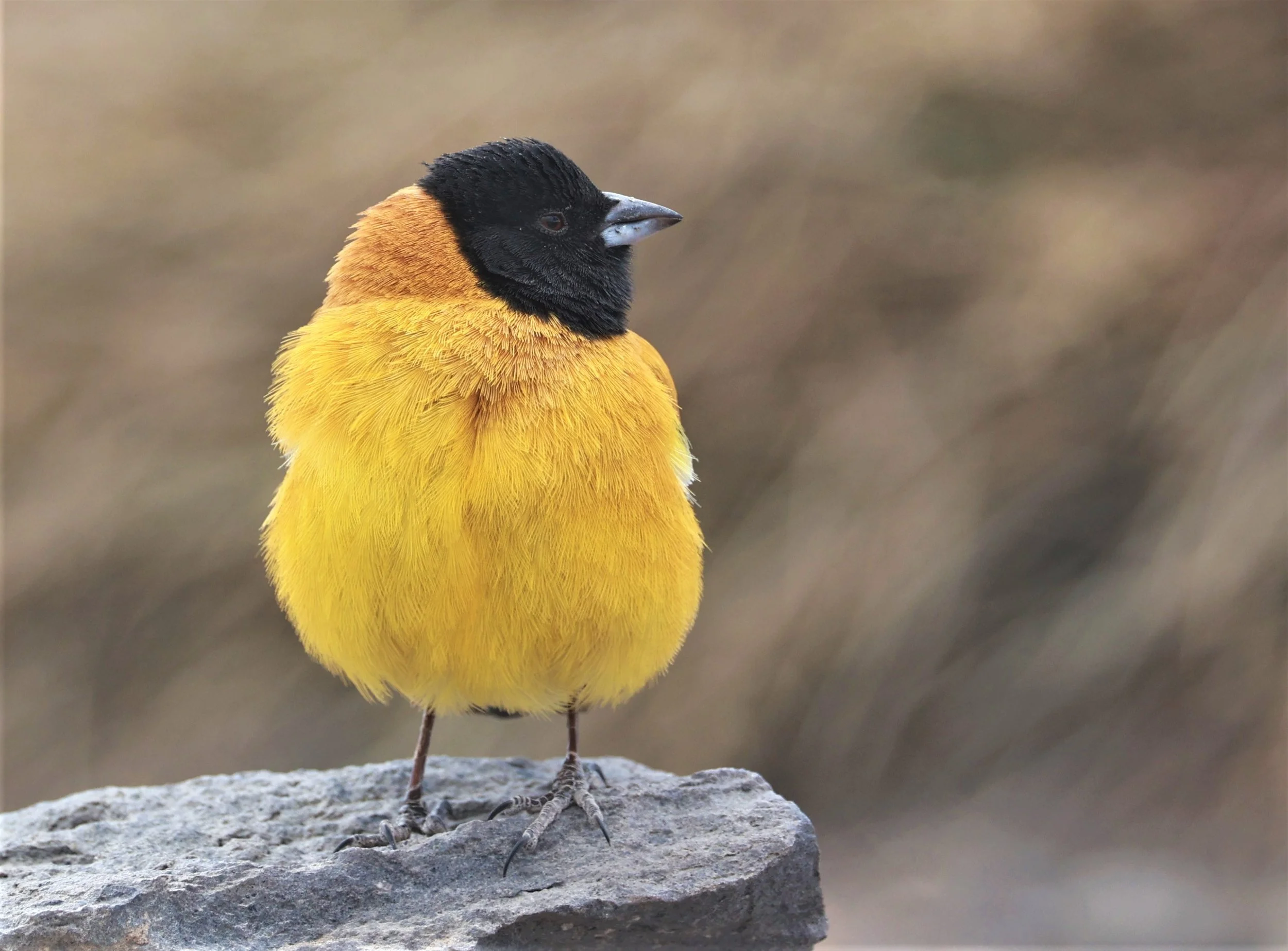 Black-hooded Sierra-Finch (Phrygilus atriceps) Lauca National Park ...