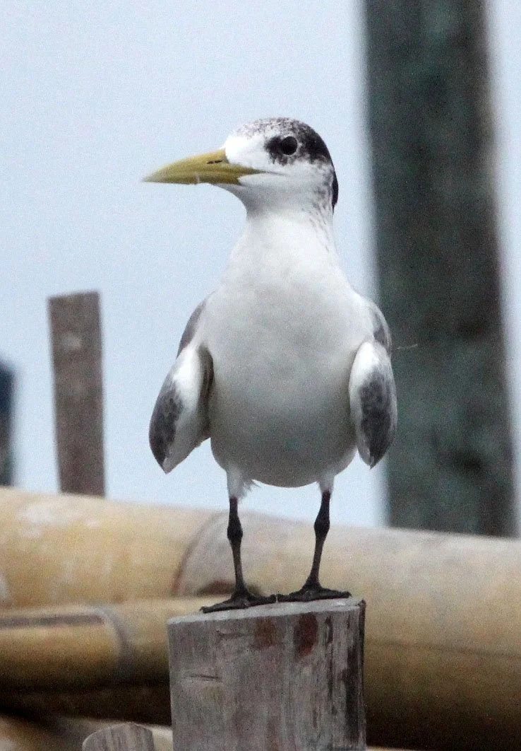 Greater Crested Tern (Thalasseus bergii) — Coke Smith Wildlife