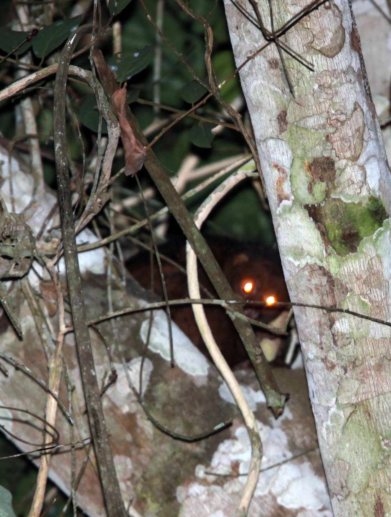 Genus Perodicticus Pottos — Coke Smith Wildlife