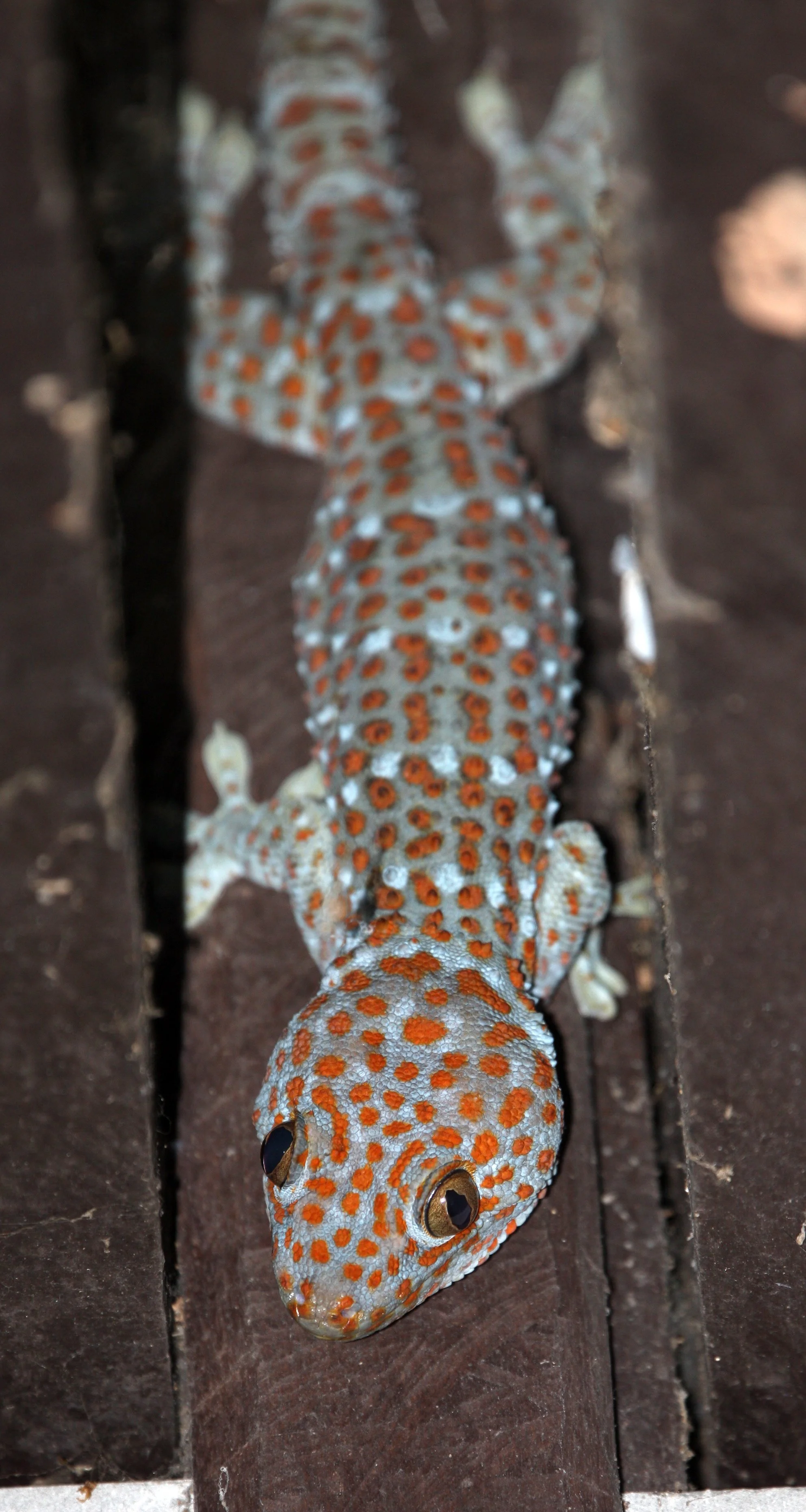 Family Gekkonidae - Geckos — Coke Smith Wildlife