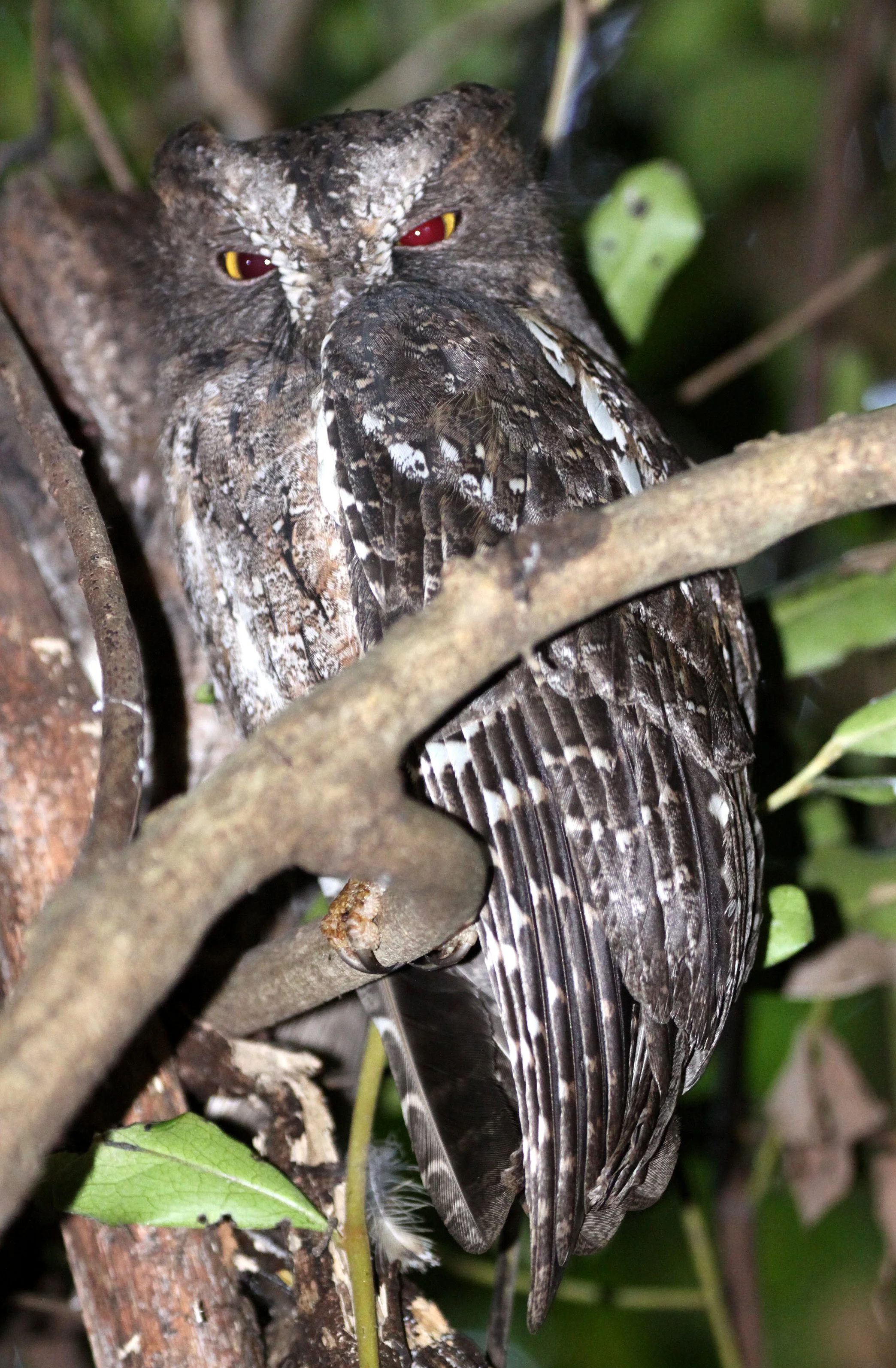 Madagascar Scops Owl (Otus rutilus) — Coke Smith Wildlife