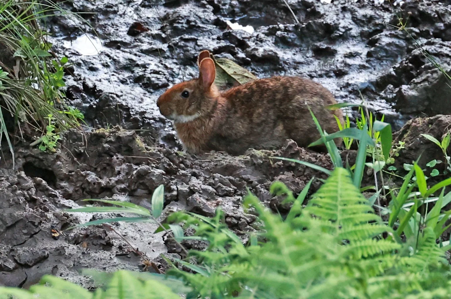 Genus Sylvilagus - Common & Andean Tapeti — Coke Smith Wildlife
