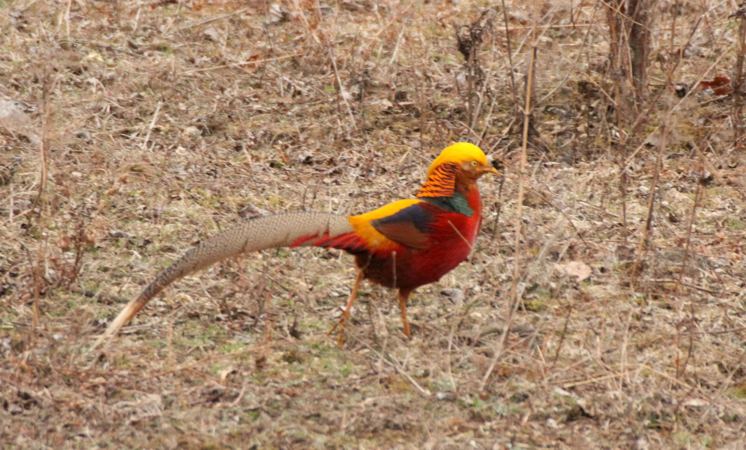 Genus Chrysolophus, Pheasants — Coke Smith Wildlife