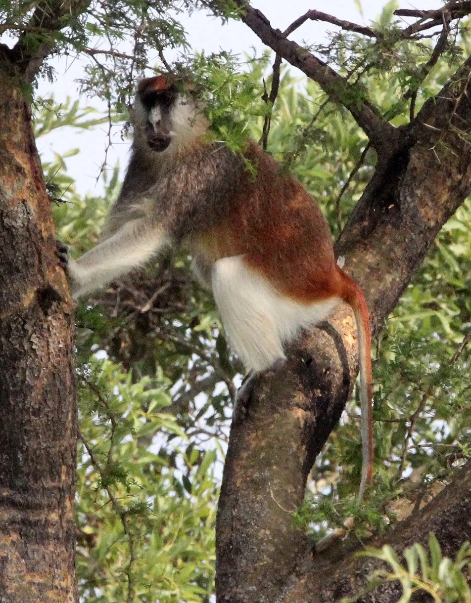 Erythrocebus patas Common Patas Monkey — Coke Smith Wildlife