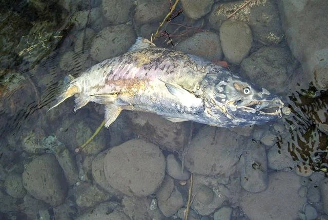 Family Salmonidae - The Salmonids — Coke Smith Wildlife