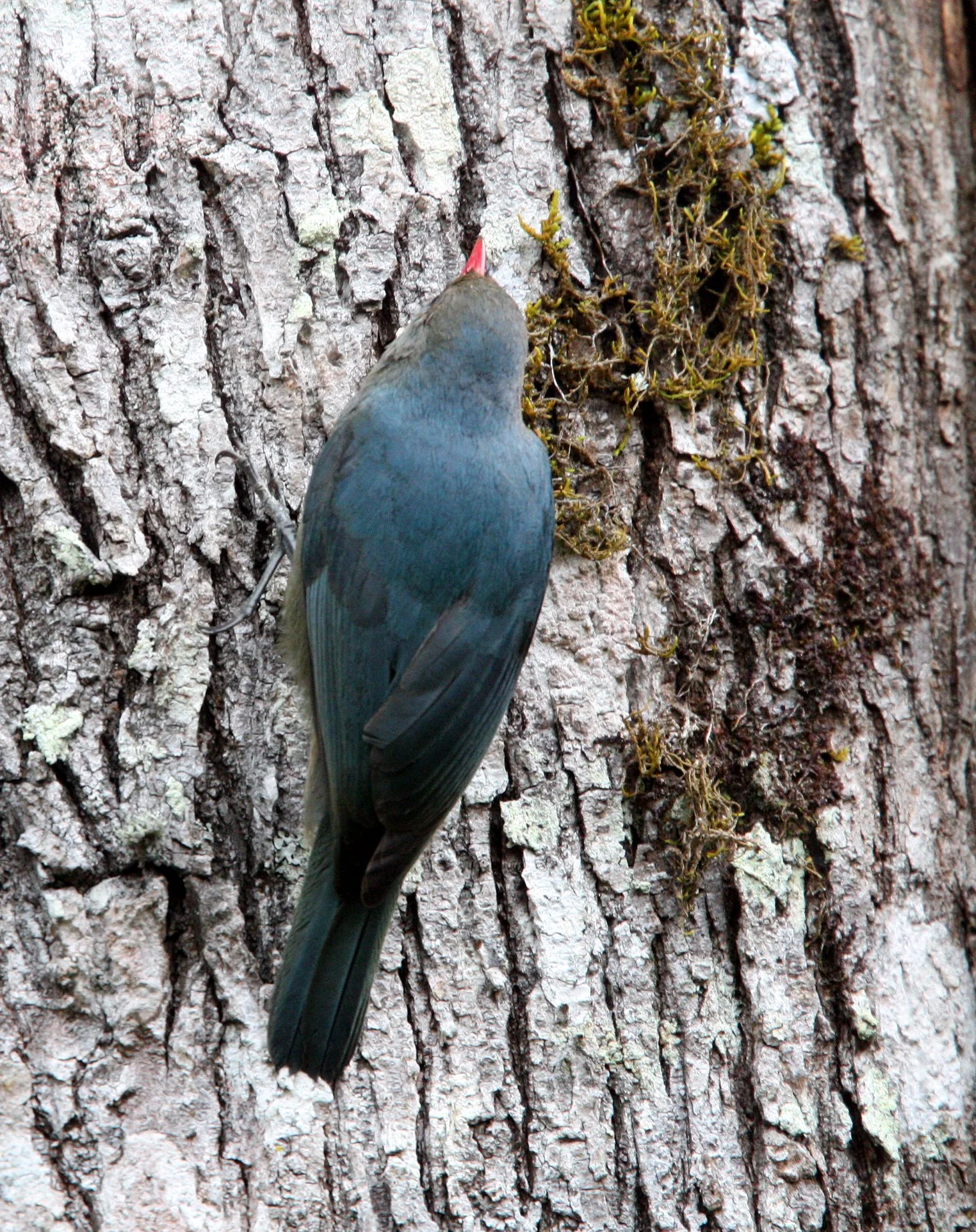 Family Vangidae Vanga from Madagascar — Coke Smith Wildlife