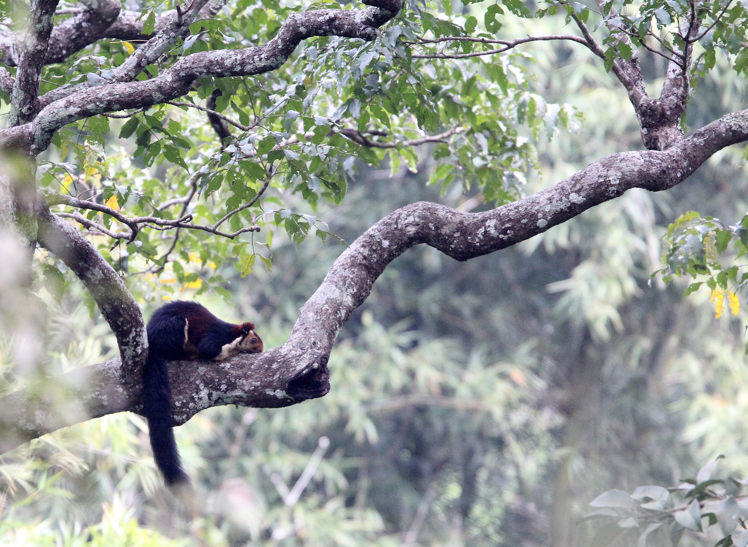 Ratufa indica - Indian Giant Squirrel — Coke Smith Wildlife