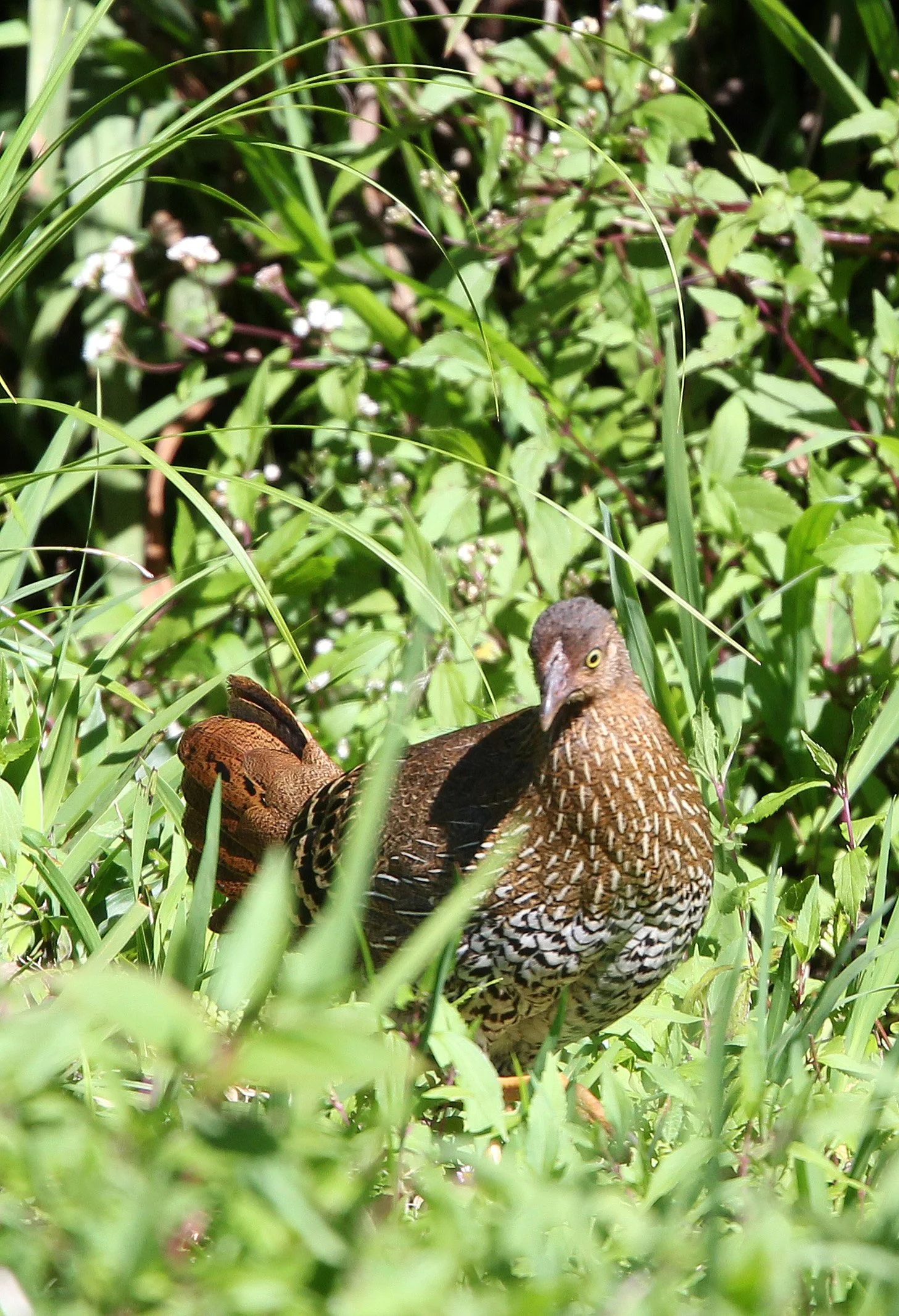 Genus Gallus, Jungle Fowl — Coke Smith Wildlife