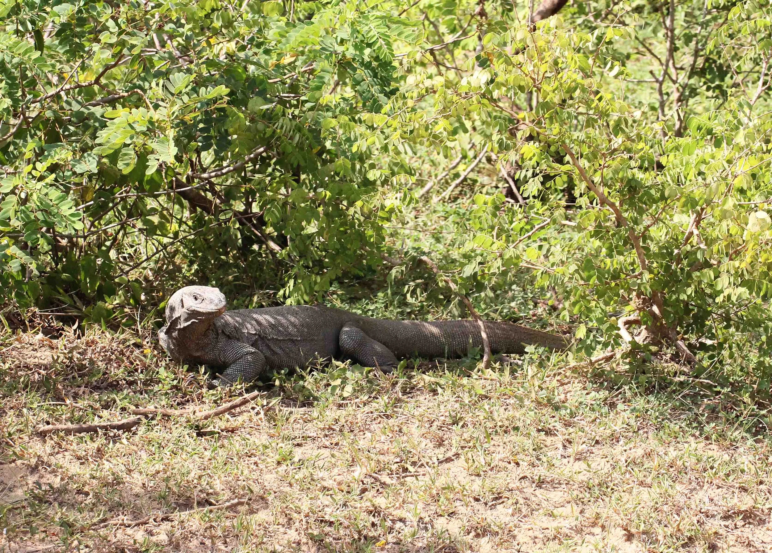 Family Varanidae - Monitor Lizards — Coke Smith Wildlife