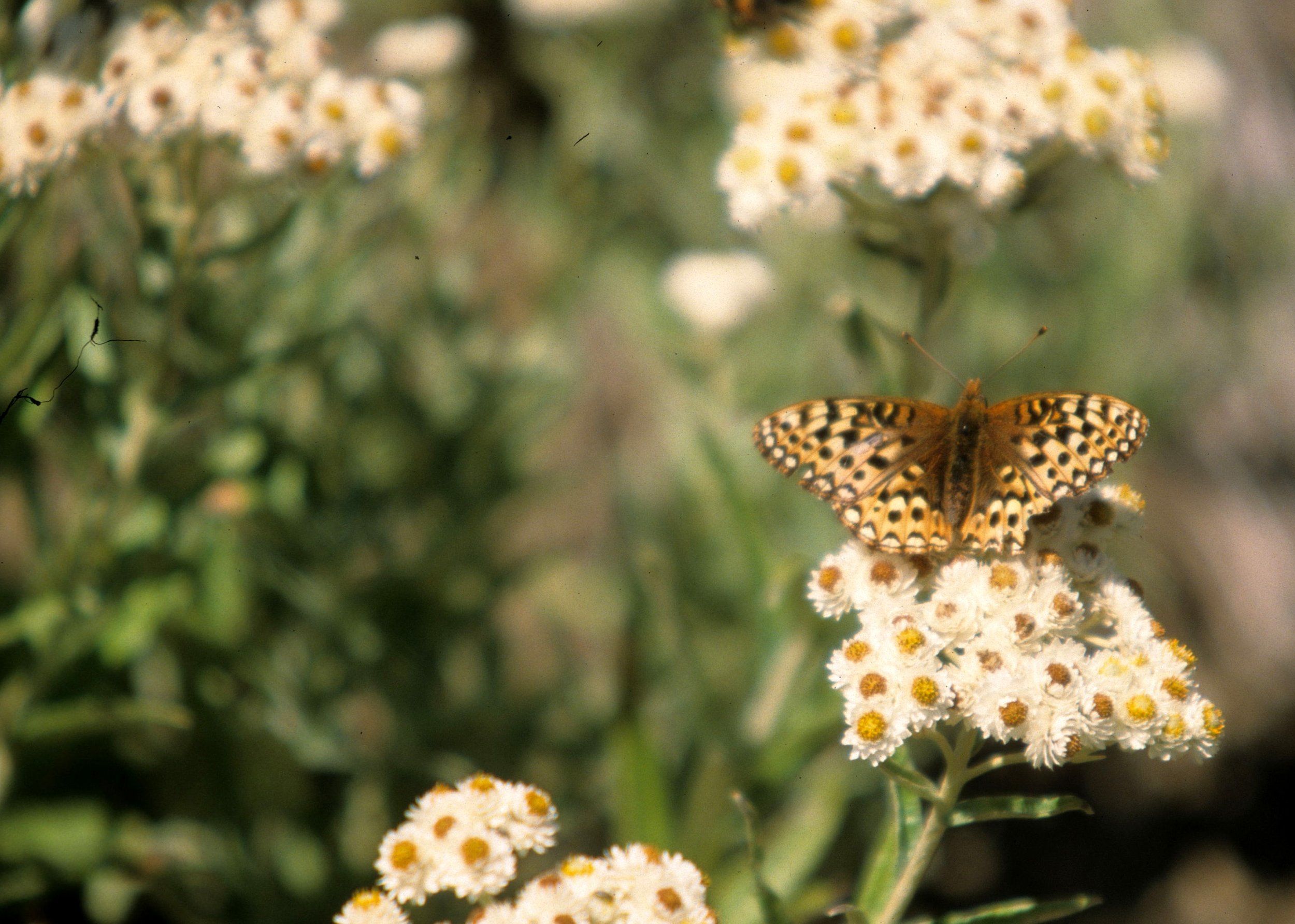 Family Nymphalidae - Brush-footed Butterflies — Coke Smith Wildlife