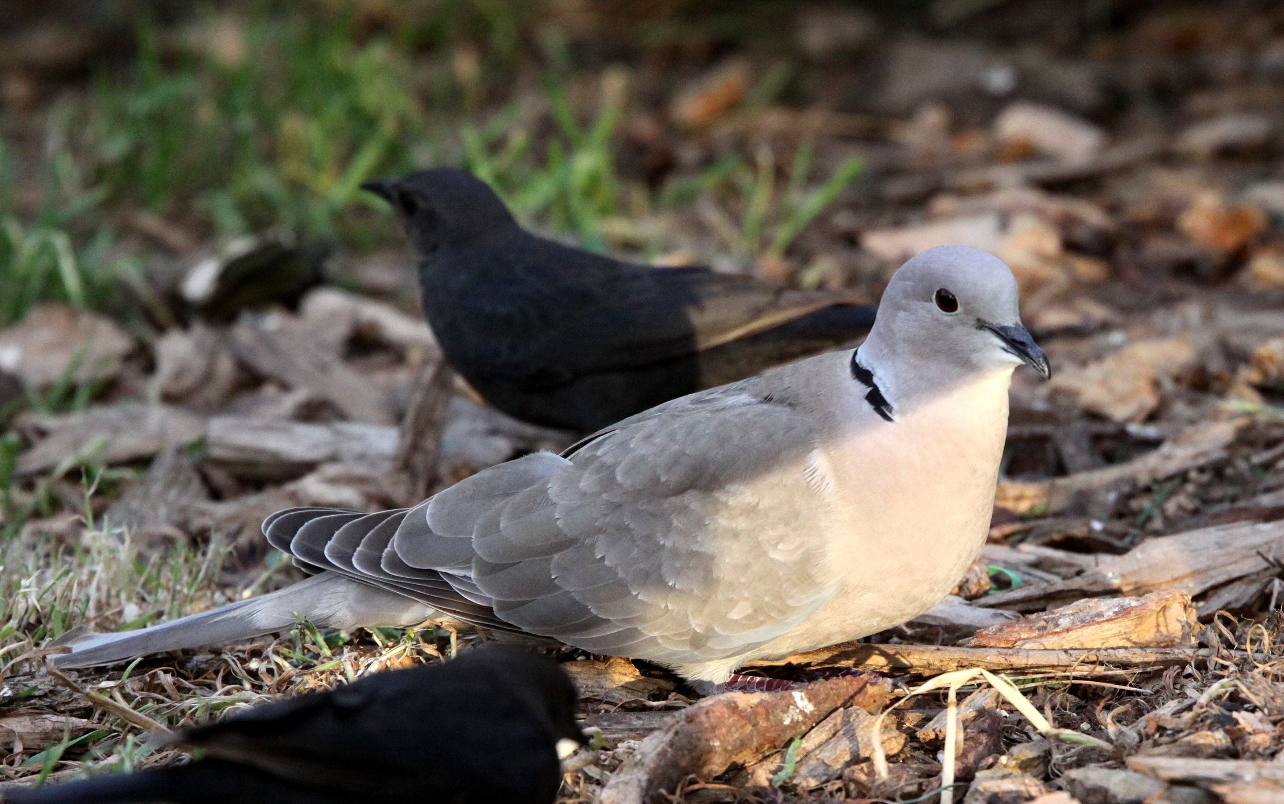 Genus Streptopelia Mourning & Turtle Doves — Coke Smith Wildlife