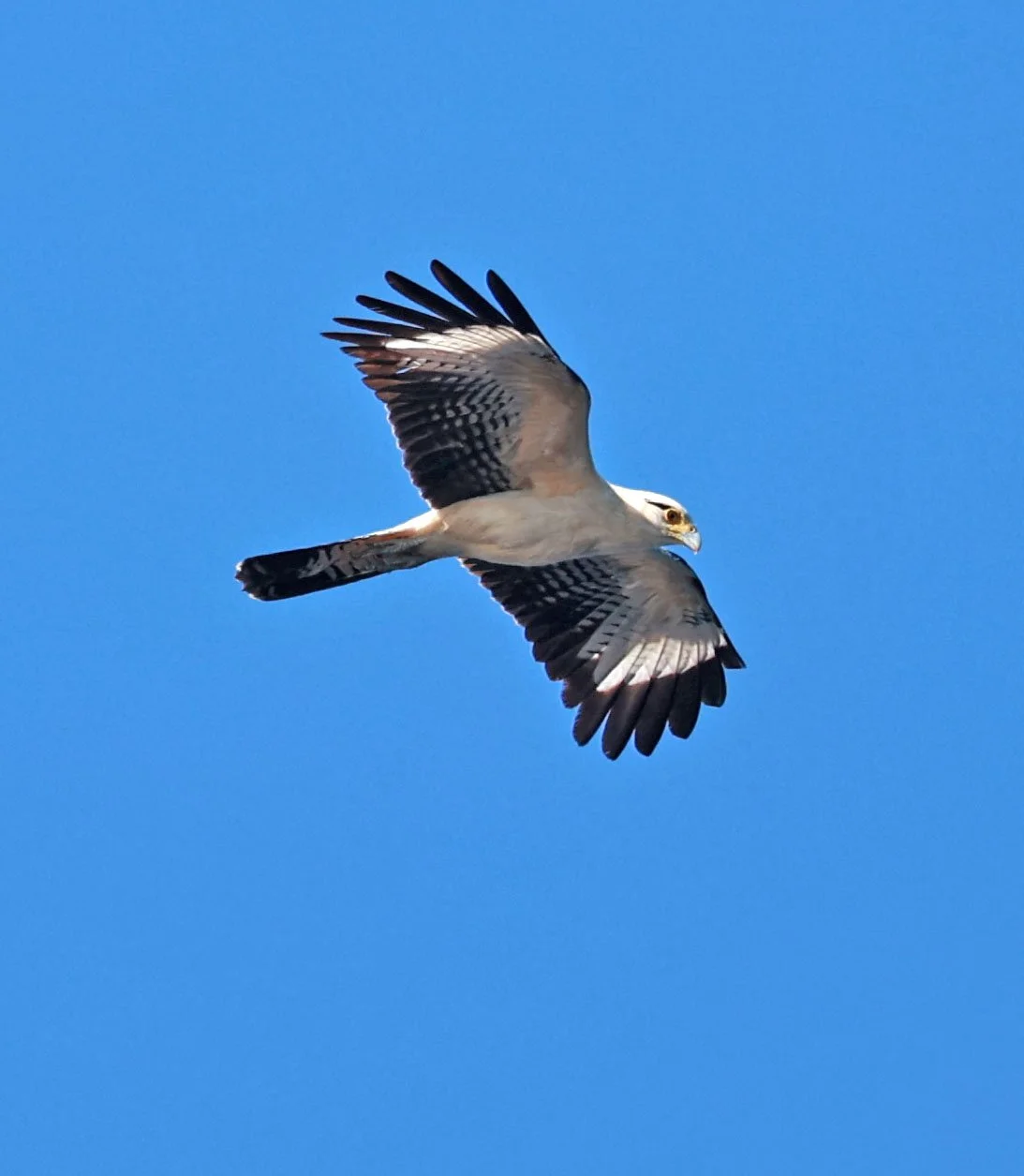 Birds of Manaus & Rio Ariau & Rio Negro, Brazil — Coke Smith Wildlife
