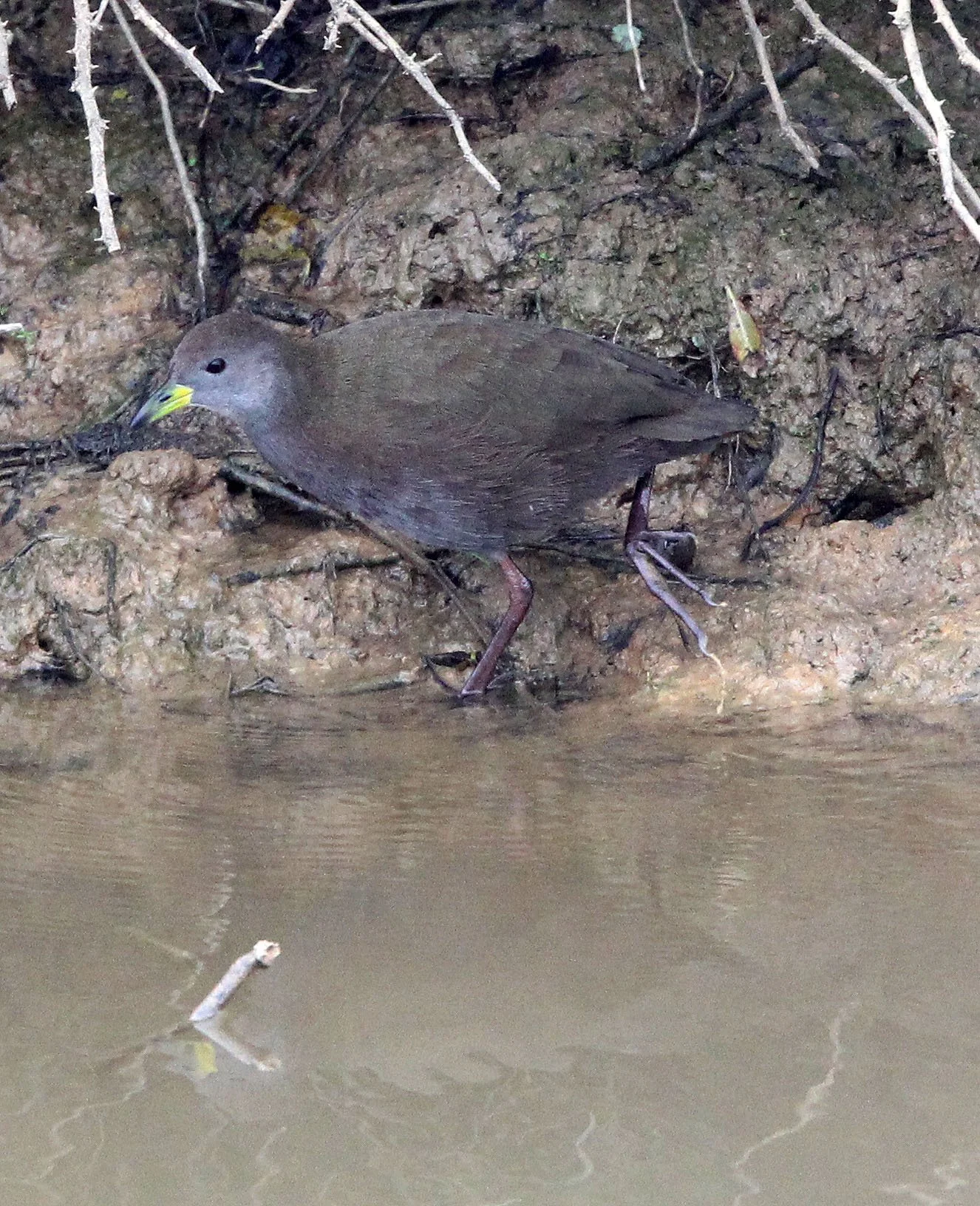 Brown Crake (Zapornia akool) Poyang Lak Jiangxi Province China — Coke ...