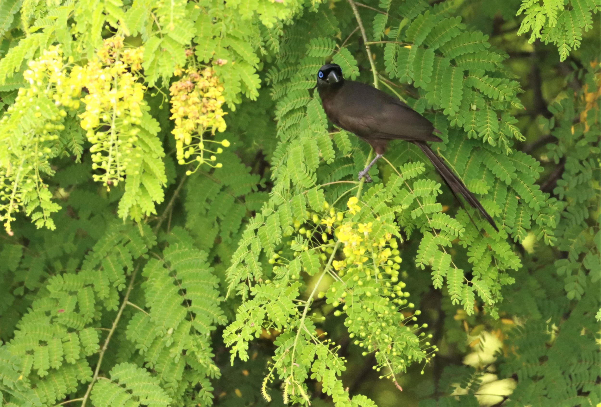 Racket-tailed Treepie (Crypsirina temia) Thailand — Coke Smith Wildlife