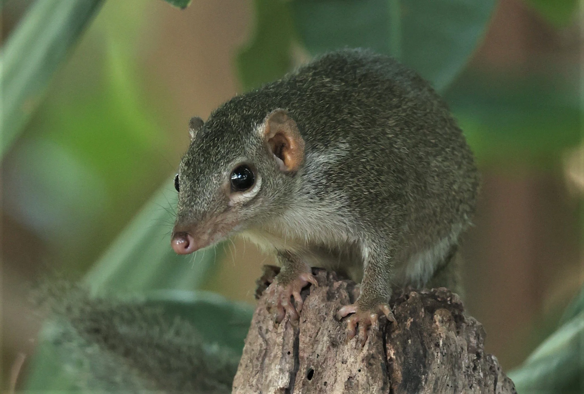 Order Mammalia — Coke Smith Wildlife