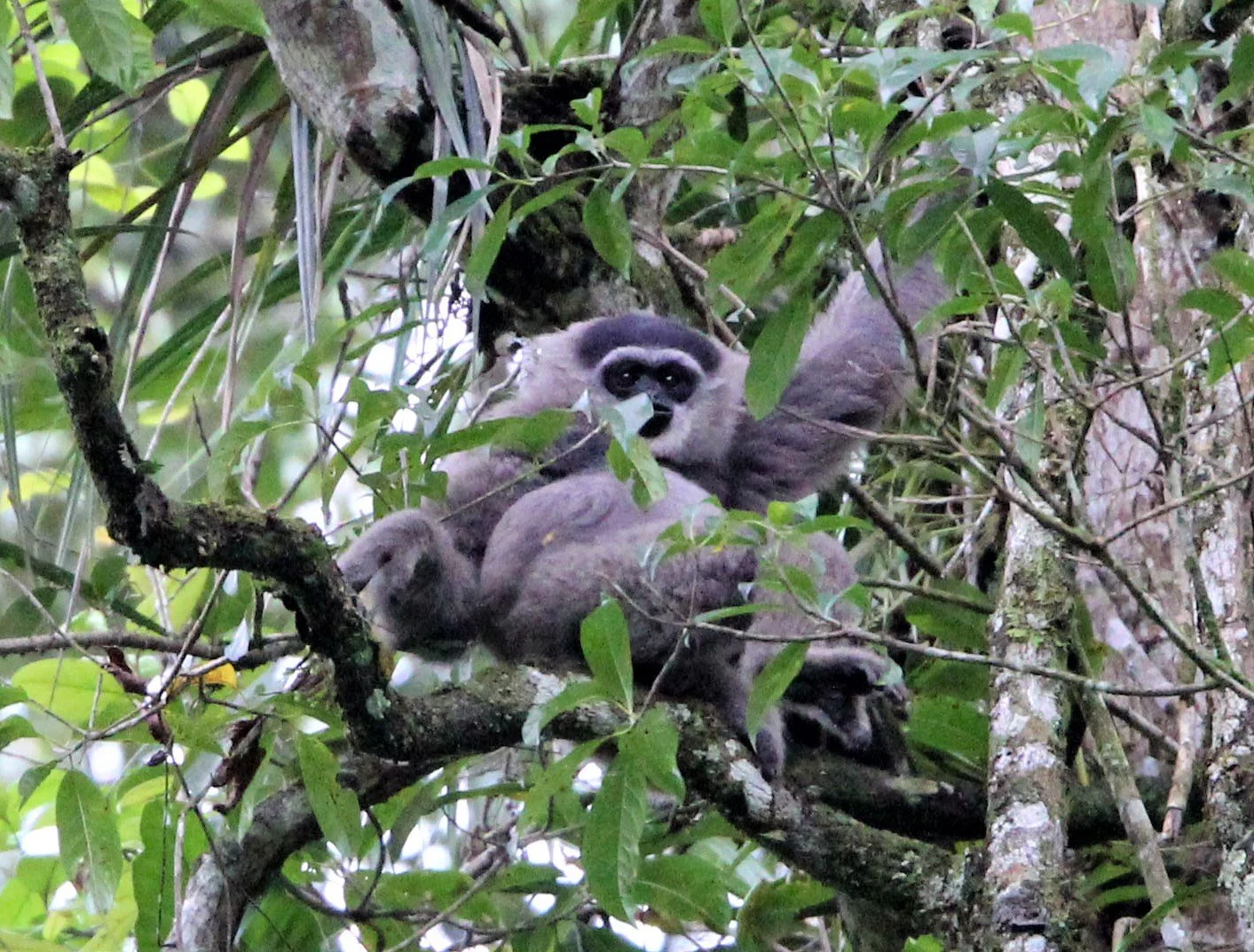 Hylobates moloch Silvery Gibbon — Coke Smith Wildlife
