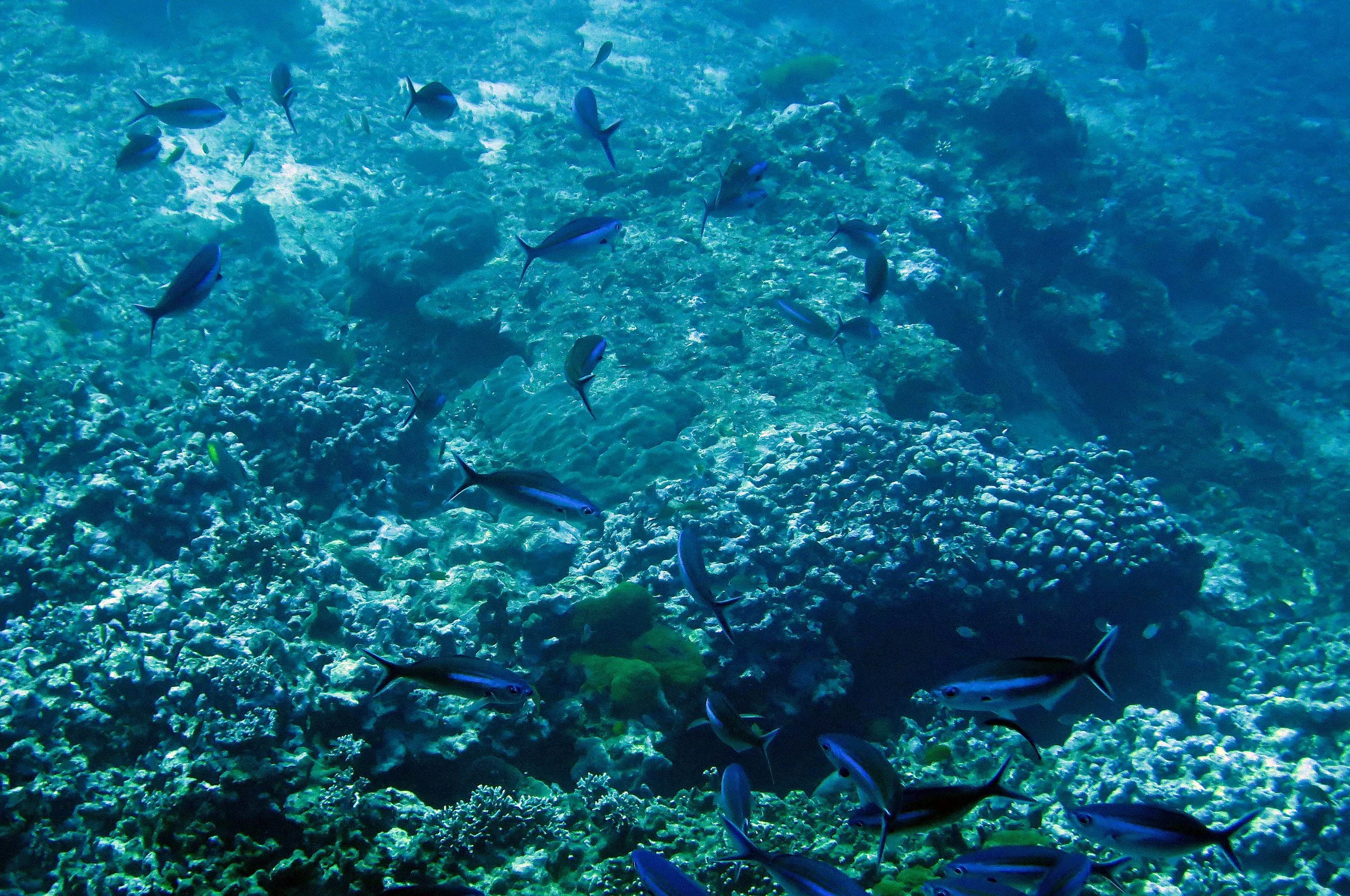 Family Caesionidae - Fusiliers — Coke Smith Wildlife