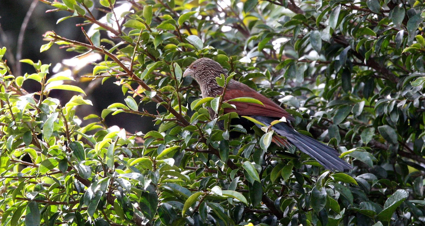 Genus Centropus Coucals — Coke Smith Wildlife
