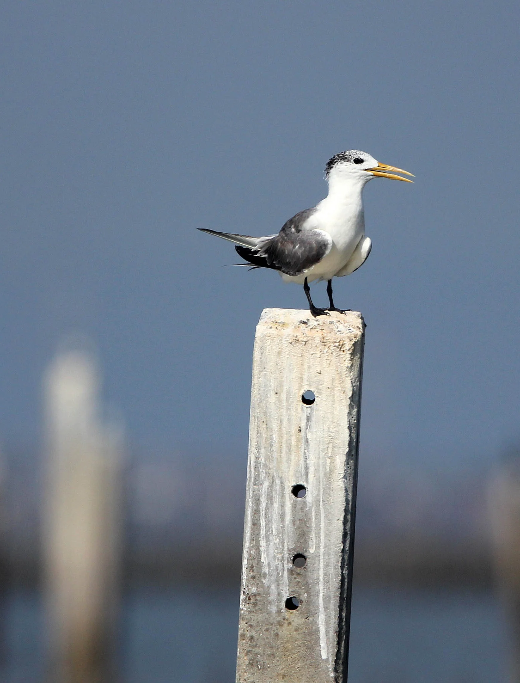 Greater Crested Tern (Thalasseus bergii) — Coke Smith Wildlife