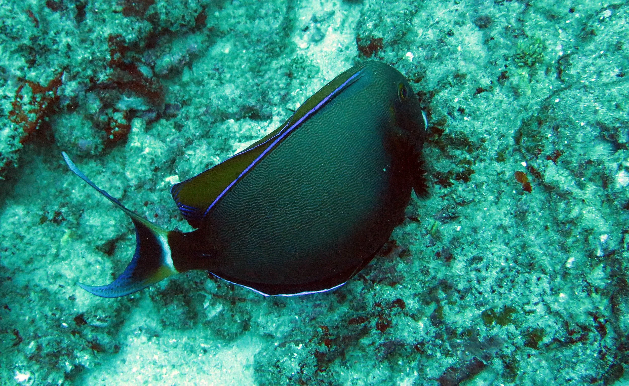 Family Acanthruidae - Surgeonfish, Tang & Unicornfish — Coke Smith Wildlife