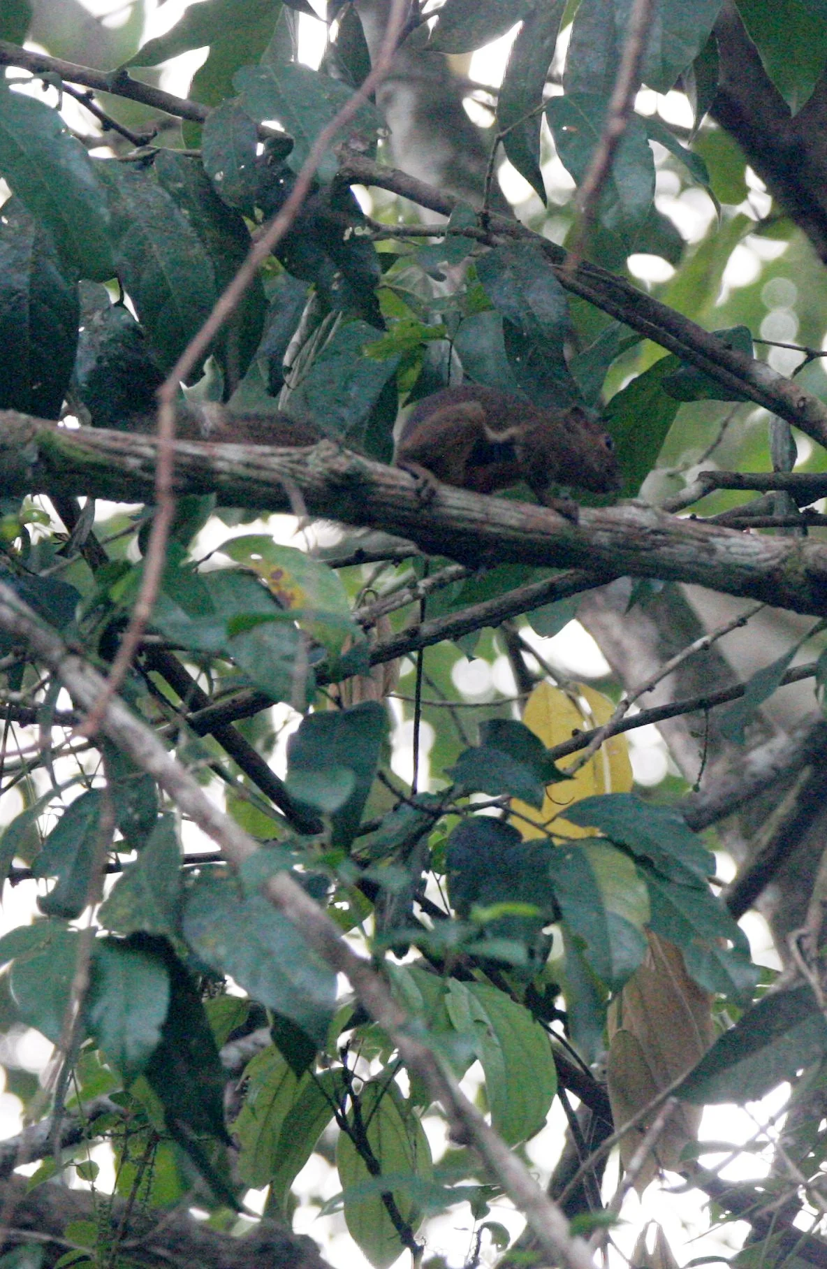 Callosciurus notatus Plantain Squirrel — Coke Smith Wildlife