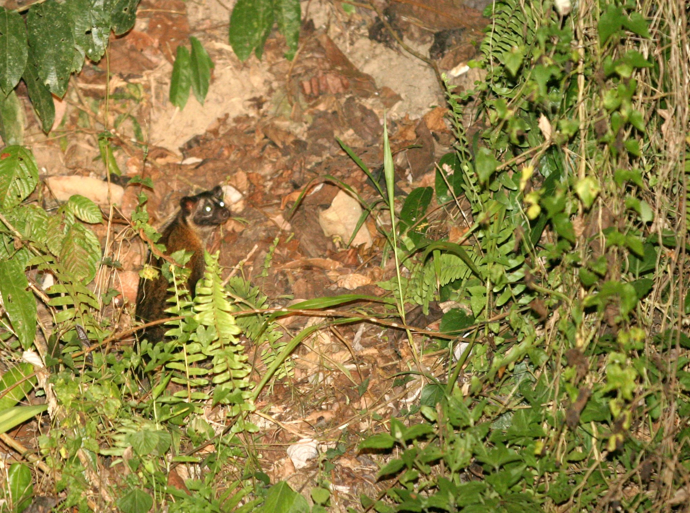 Paradoxurus hermaphroditus Common Palm Civet — Coke Smith Wildlife