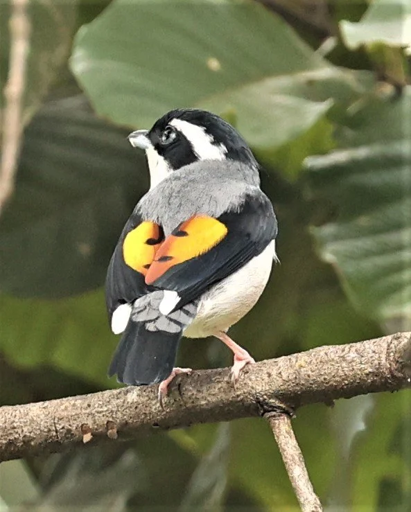Family Vireonidae - Vireos, Shrike-babblers, Erpornis — Coke Smith Wildlife