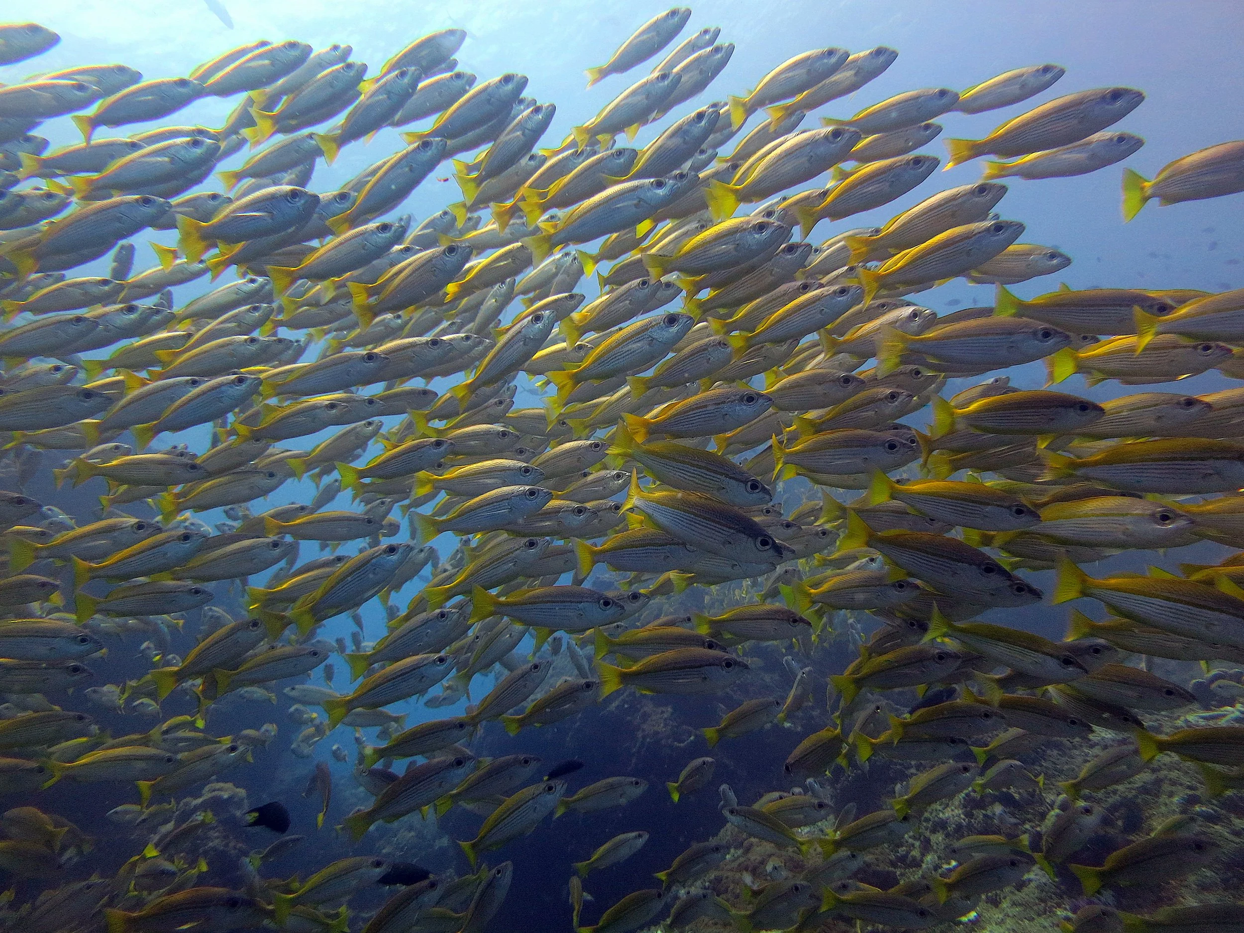 Family Caesionidae - Fusiliers — Coke Smith Wildlife