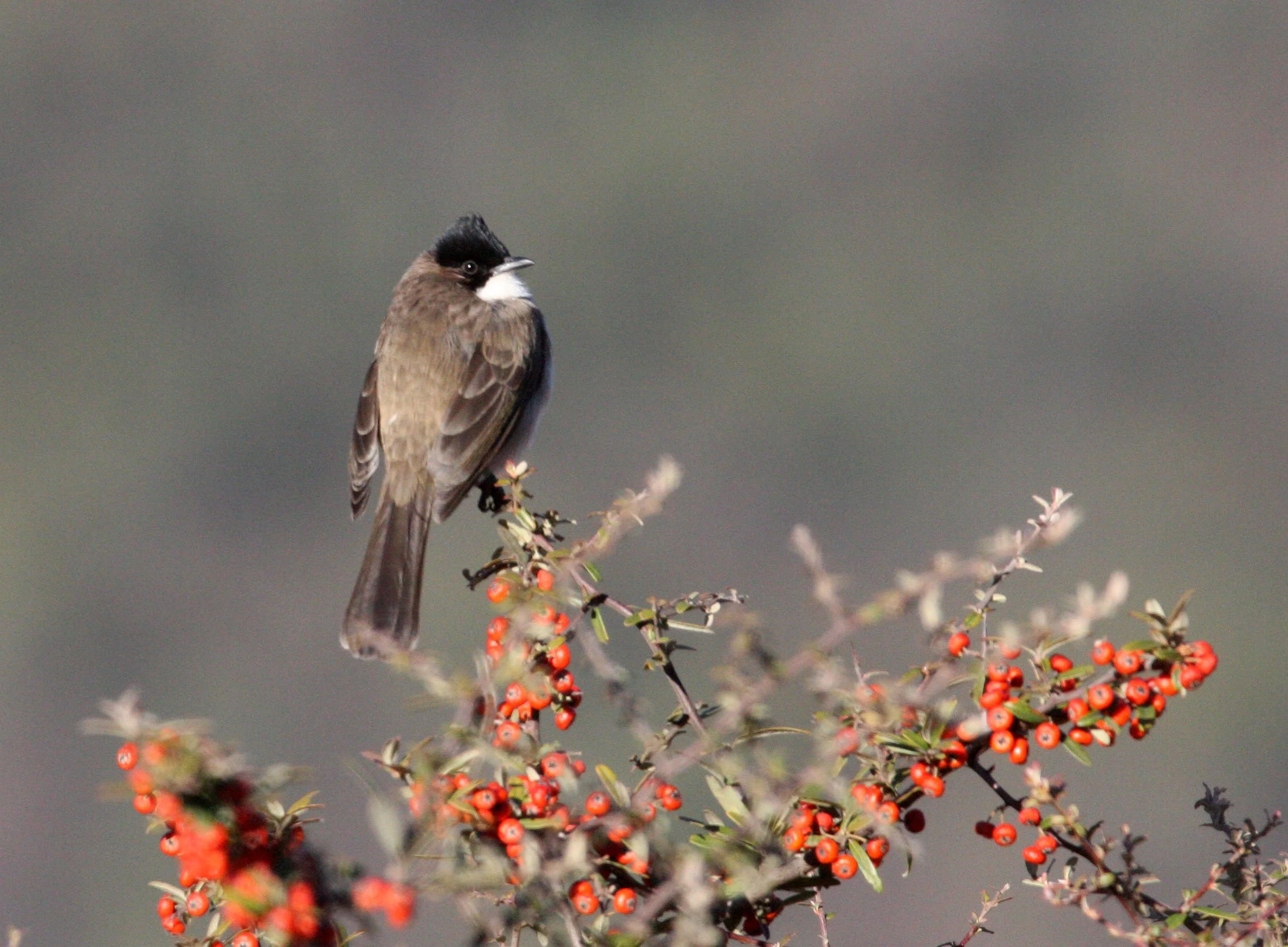 Brown-breasted Bulbul (Pycnonotus xanthorrhous) — Coke Smith Wildlife