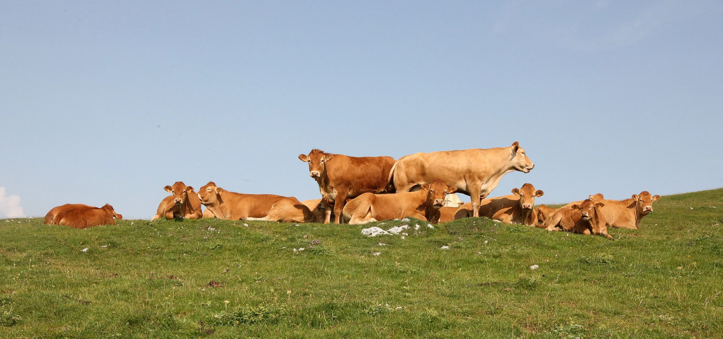 Bos taurus Domestic Cattle — Coke Smith Wildlife