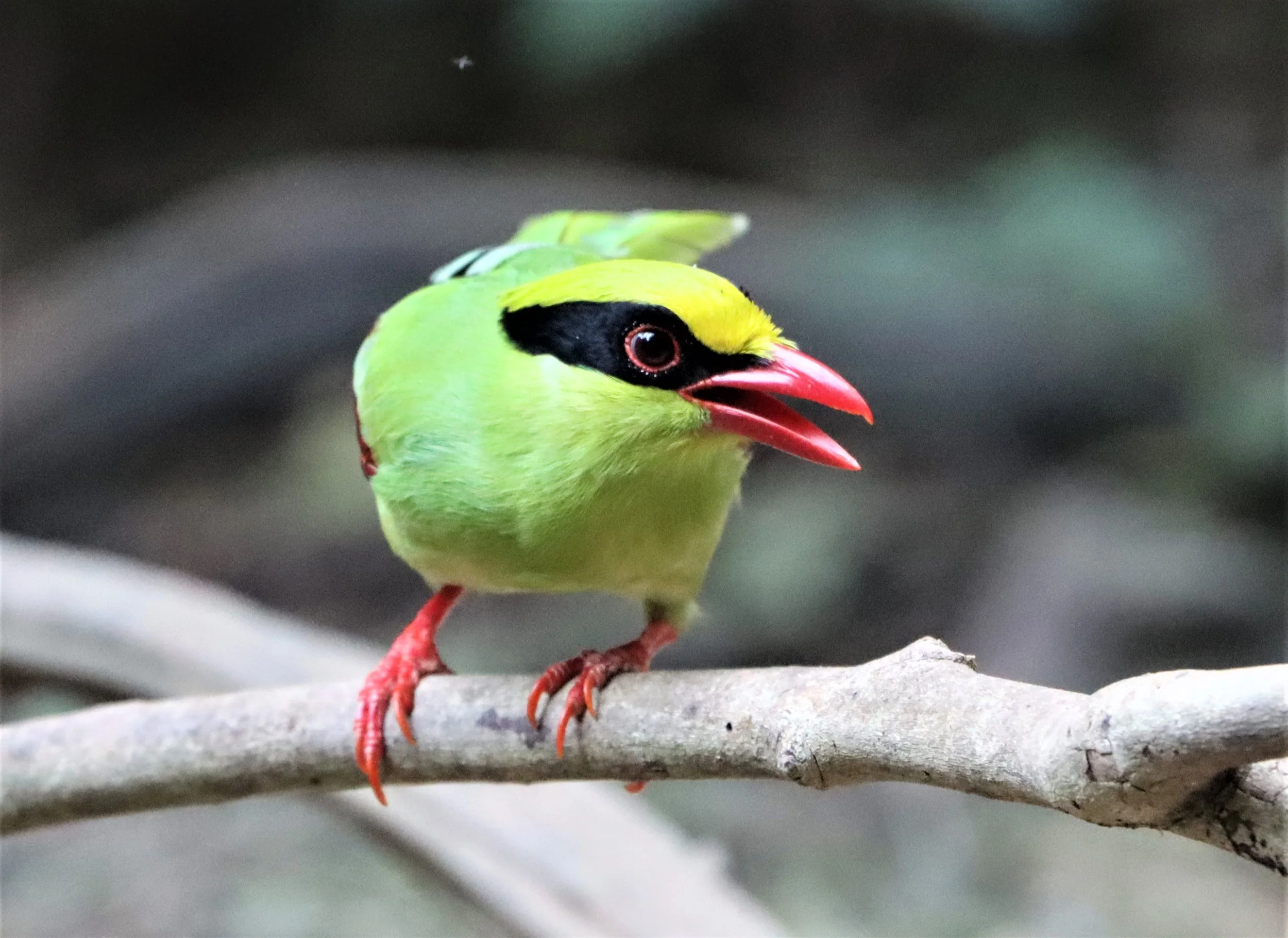 Common Green Magpie (Cissa chinensis) Thailand — Coke Smith Wildlife