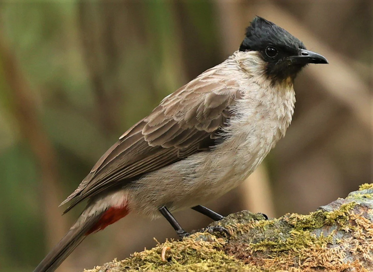 Sooty-headed Bulbul (Pycnonotus aurigaster) Thailand — Coke Smith Wildlife