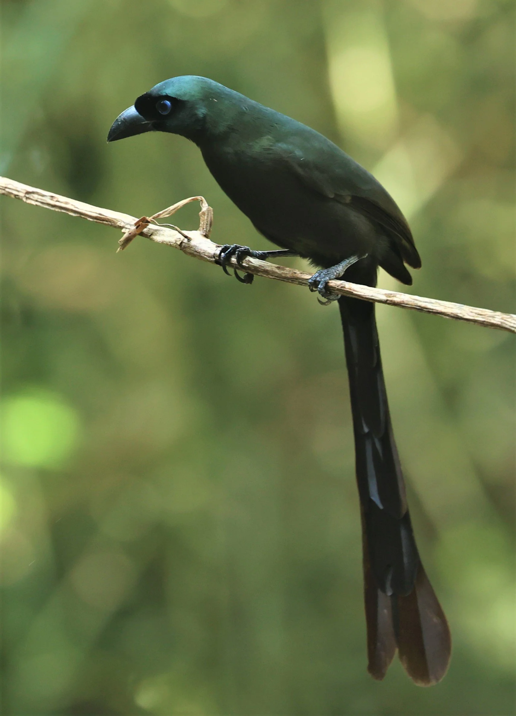 Racket-tailed Treepie (Crypsirina temia) Thailand — Coke Smith Wildlife
