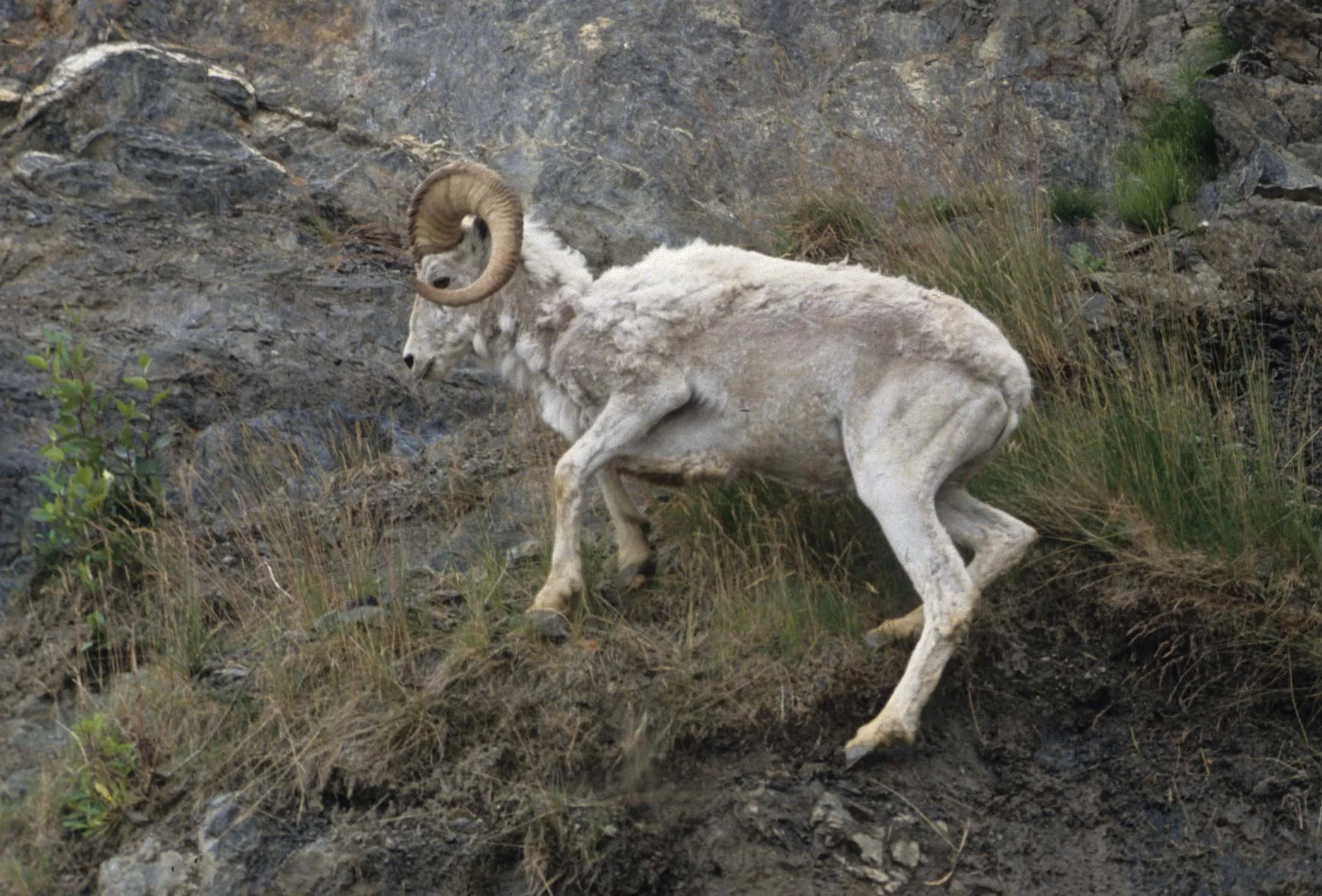 Genus Ovis Bighorn Sheep — Coke Smith Wildlife