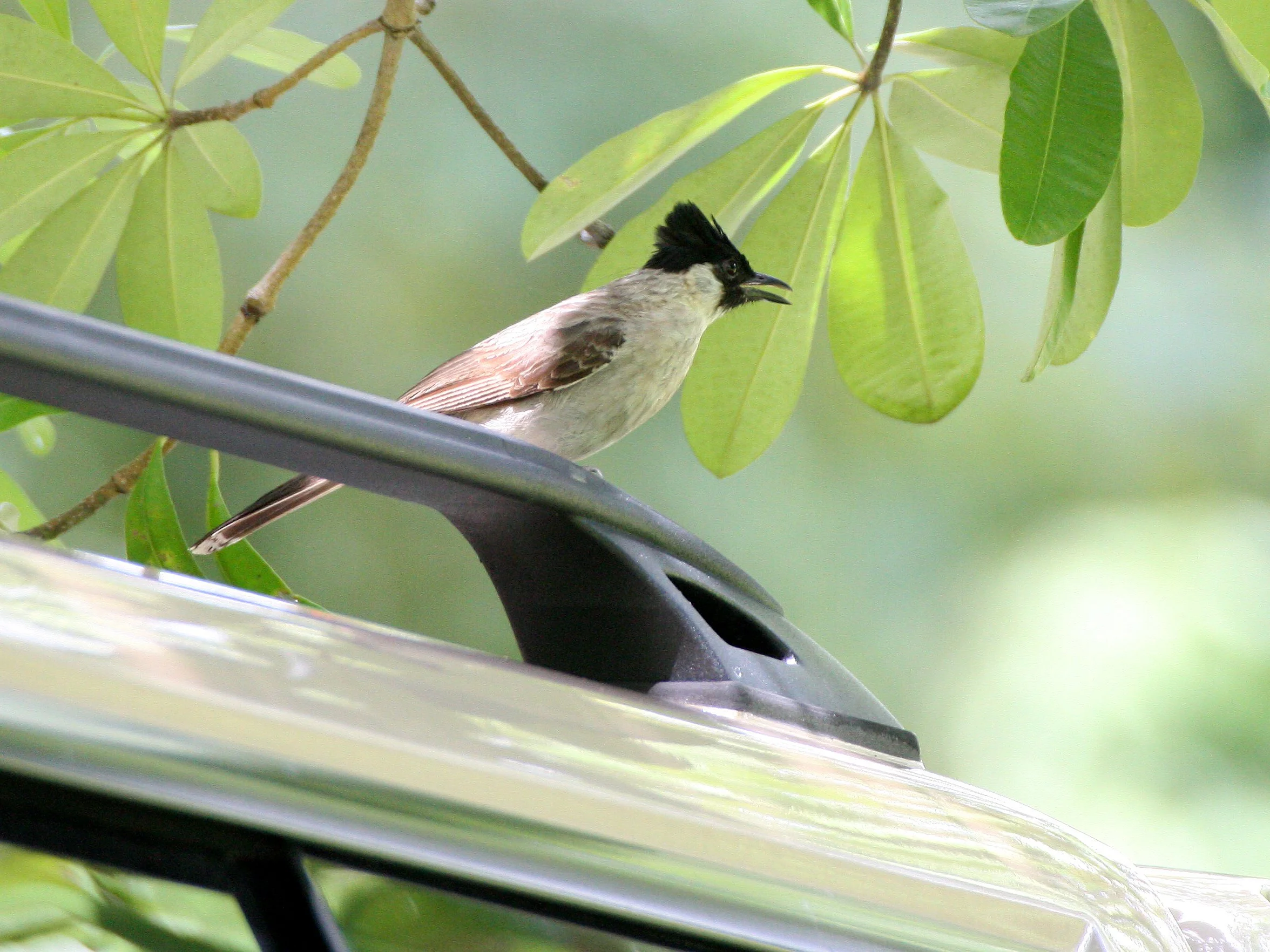 Sooty-headed Bulbul (Pycnonotus aurigaster) Thailand — Coke Smith Wildlife