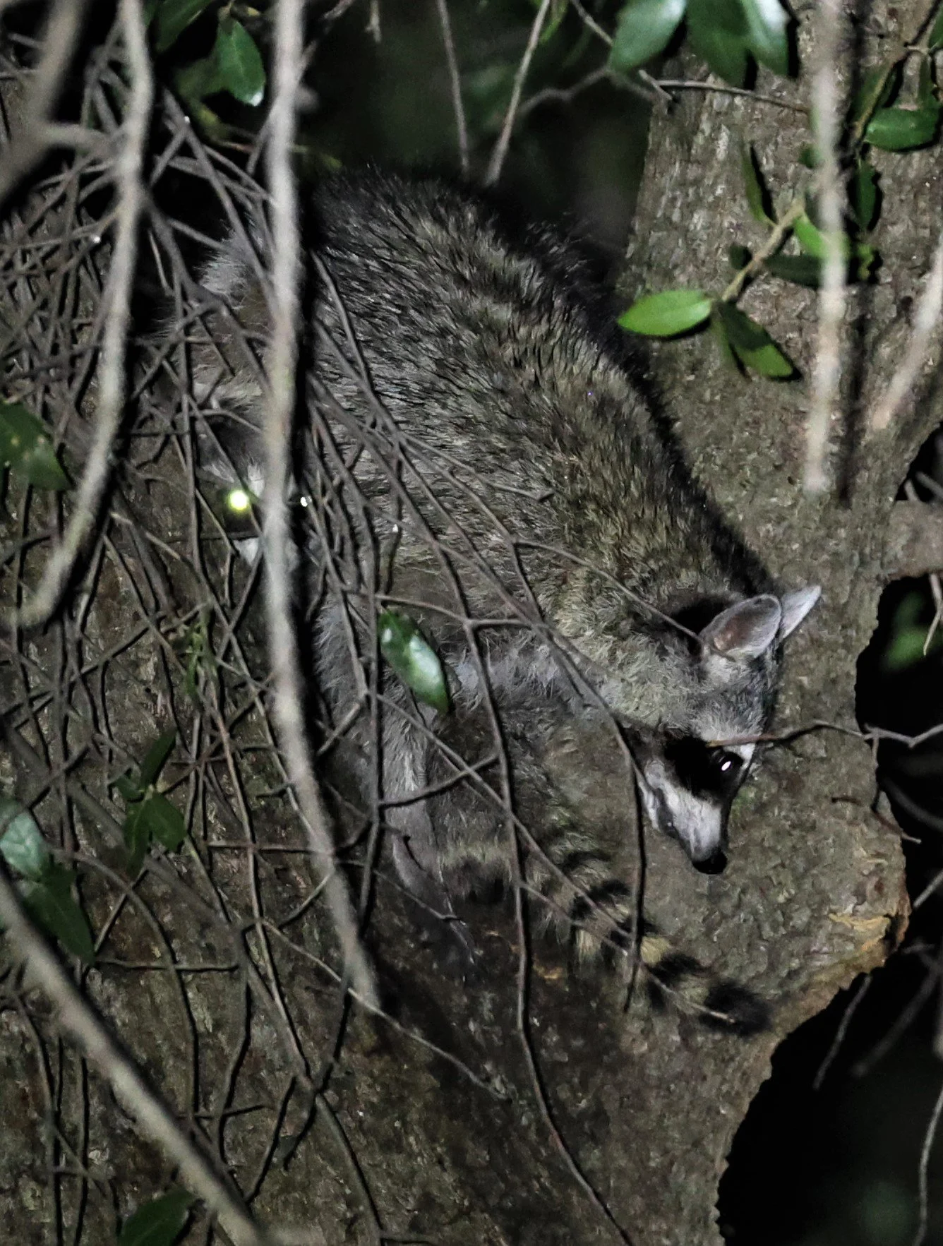 Procyon lotor Raccoons — Coke Smith Wildlife