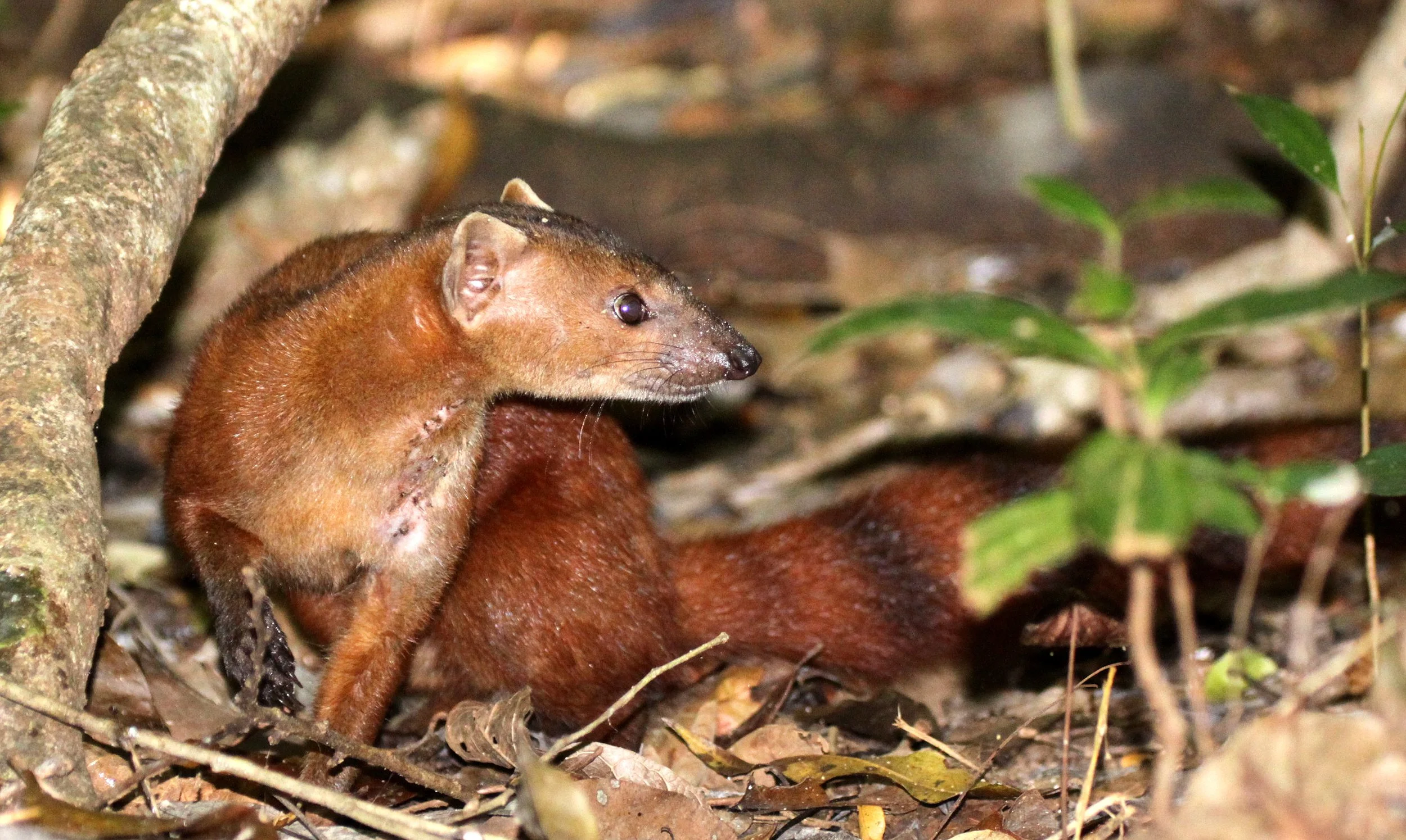 Galidia elegans - EUPLERIDAE - (NORTHERN) RING-TAILED VONTSIRA ...