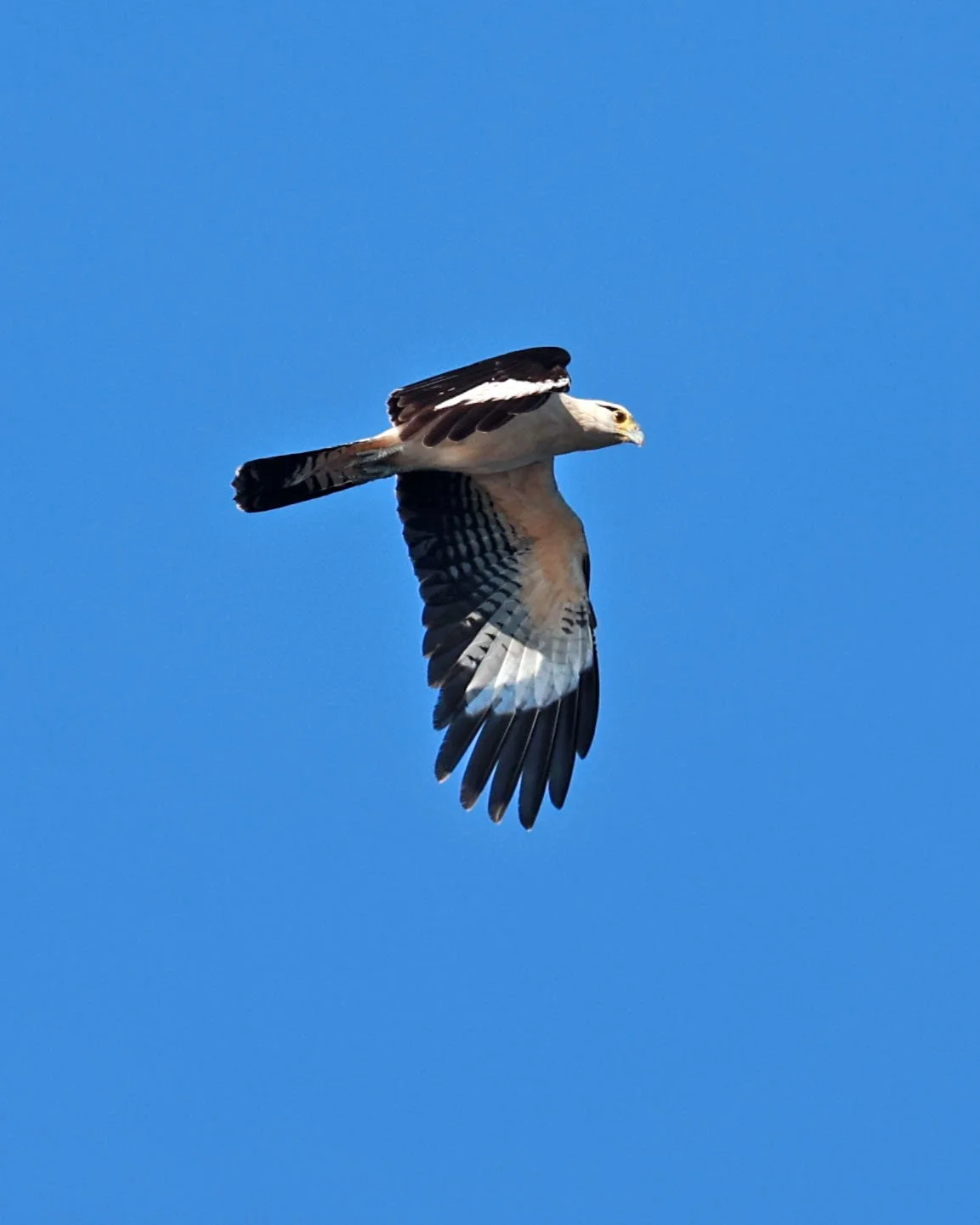Birds of Manaus & Rio Ariau & Rio Negro, Brazil — Coke Smith Wildlife
