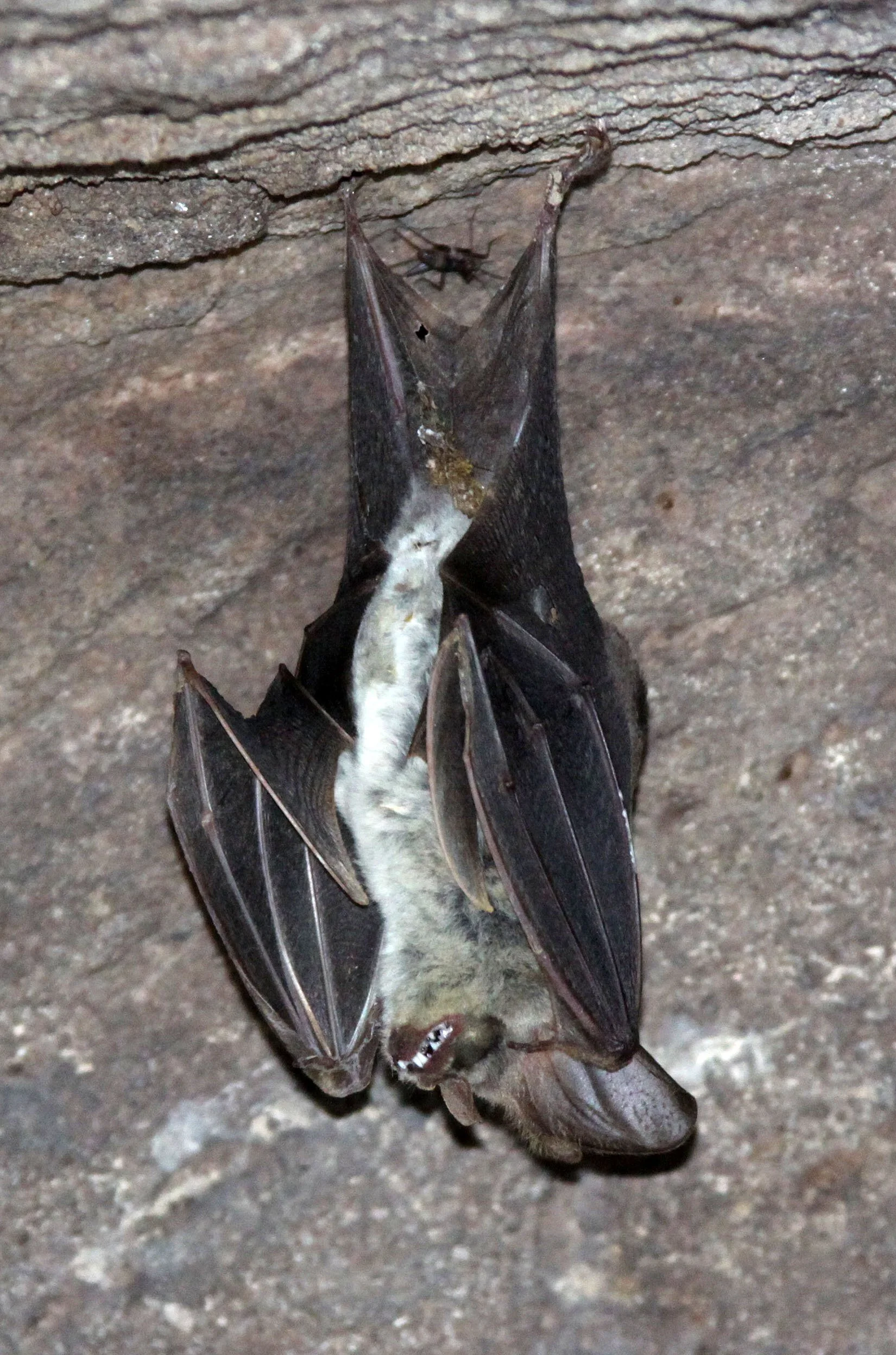 Genus Megaderma - False Vampire Bat — Coke Smith Wildlife