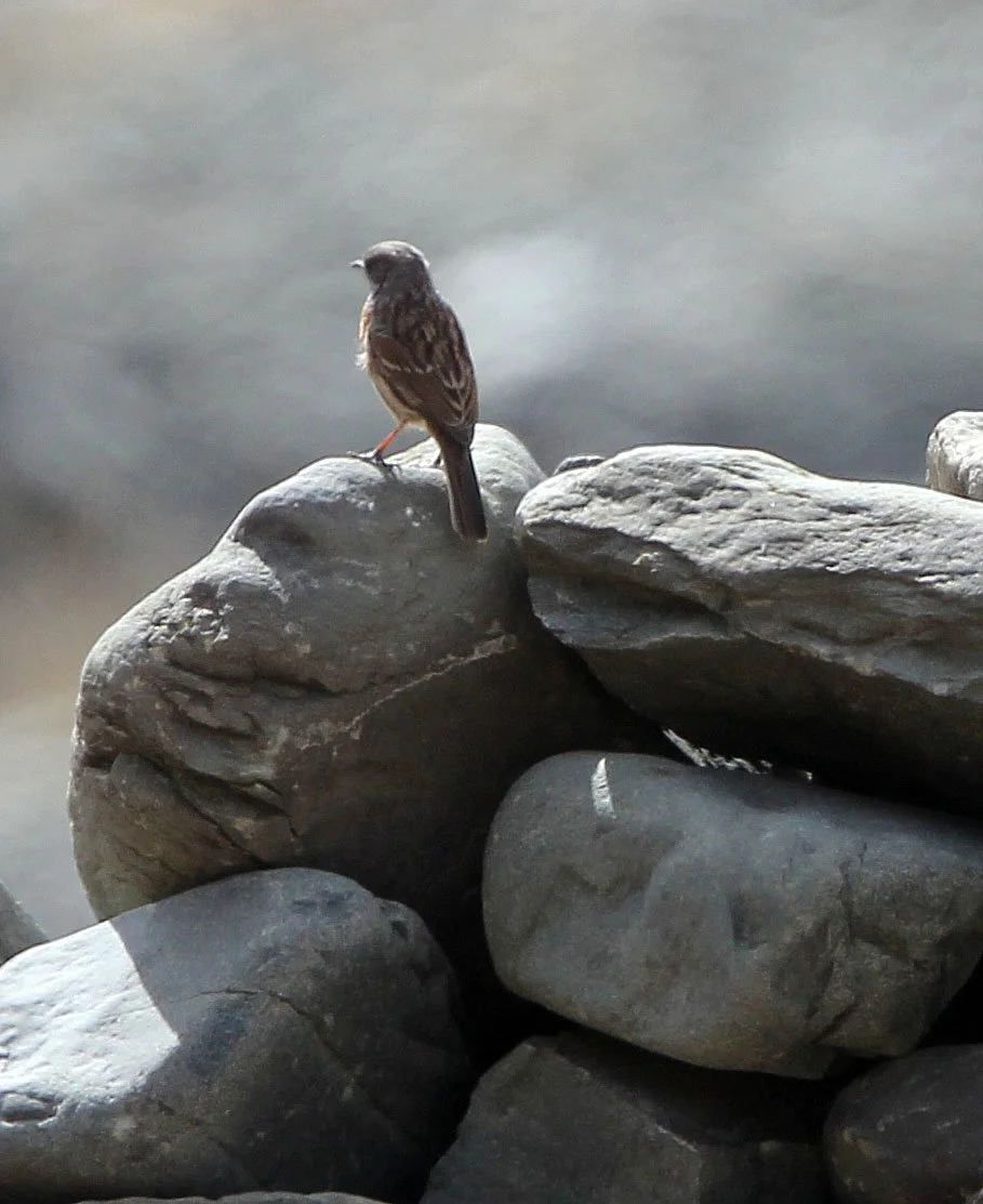 Genus Prunella Accentors — Coke Smith Wildlife