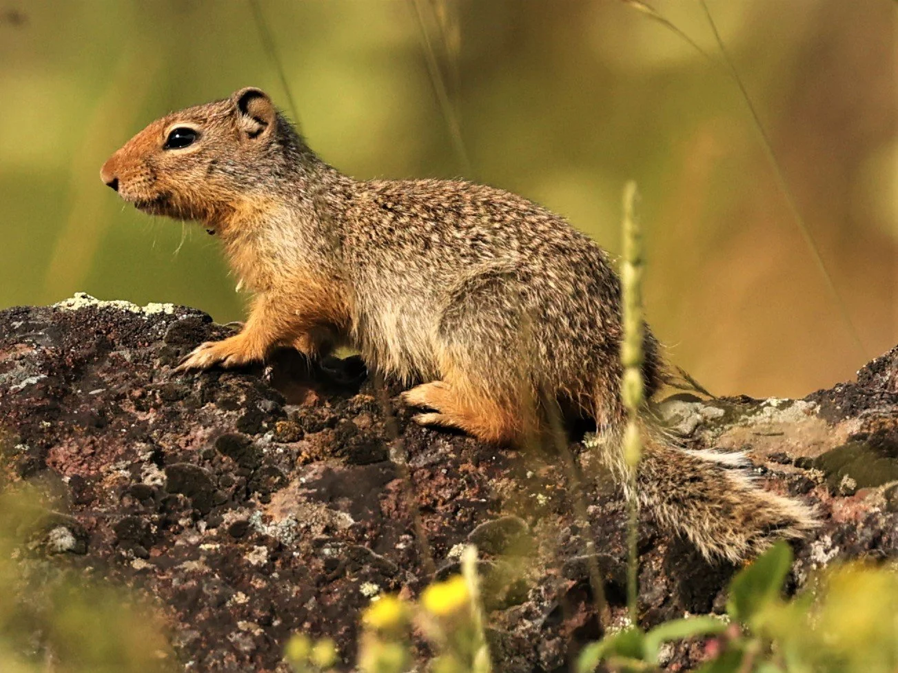 Genus Urocitellus Ground Squirrels — Coke Smith Wildlife