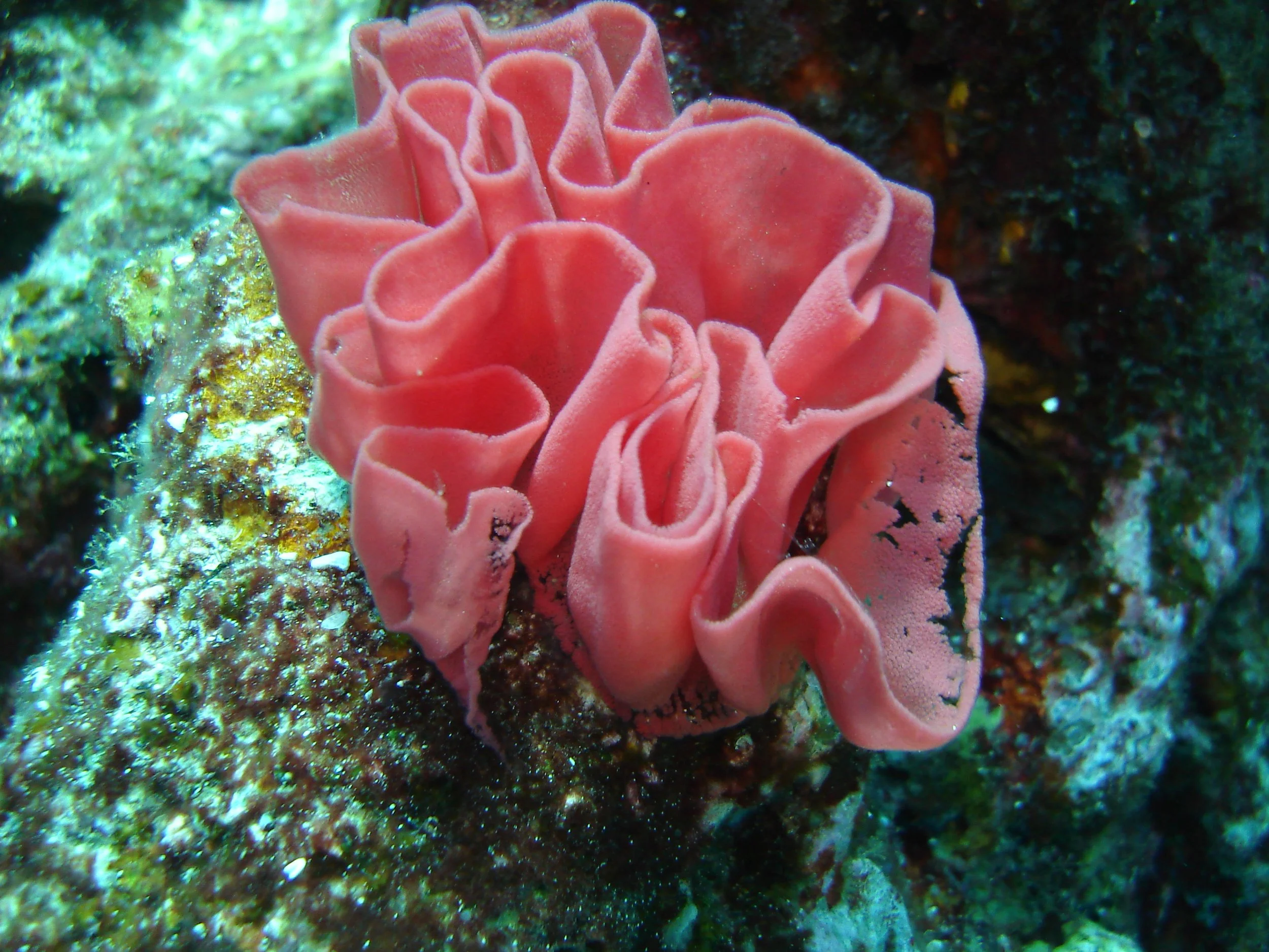 Phylum Mollusca - Clams, Snails, Nudibranchs and so much more! — Coke ...
