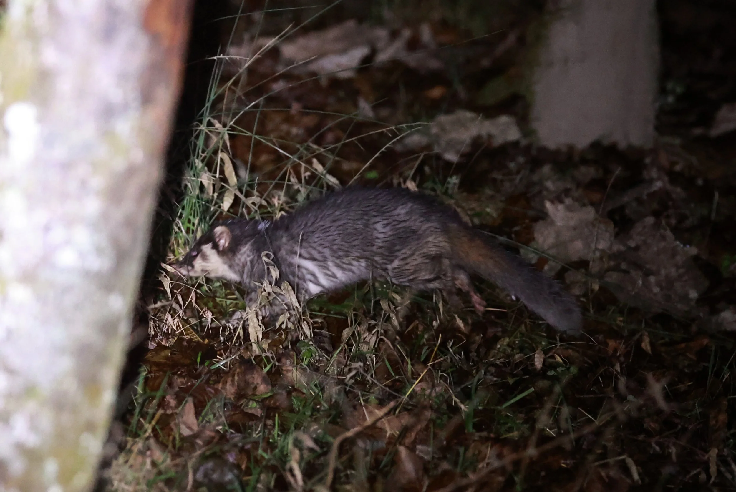 Chinese (Small-toothed) Ferret-badger (Melogale moschata) Labahe Nature ...