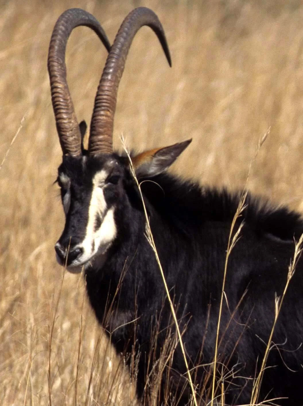Genus Hippotragus Sable & Roan — Coke Smith Wildlife