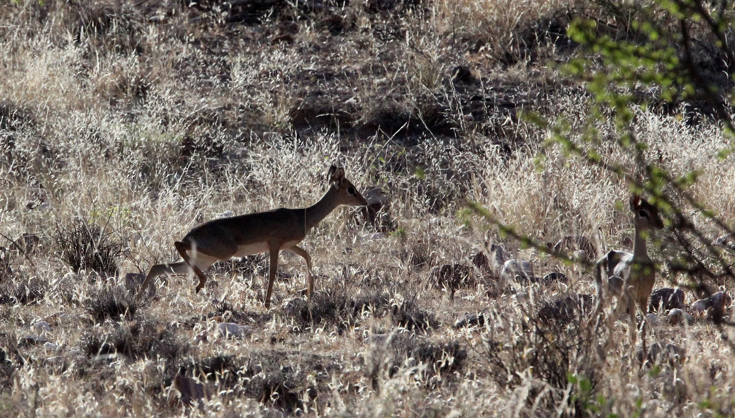 Genus Madoqua Dik Diks — Coke Smith Wildlife
